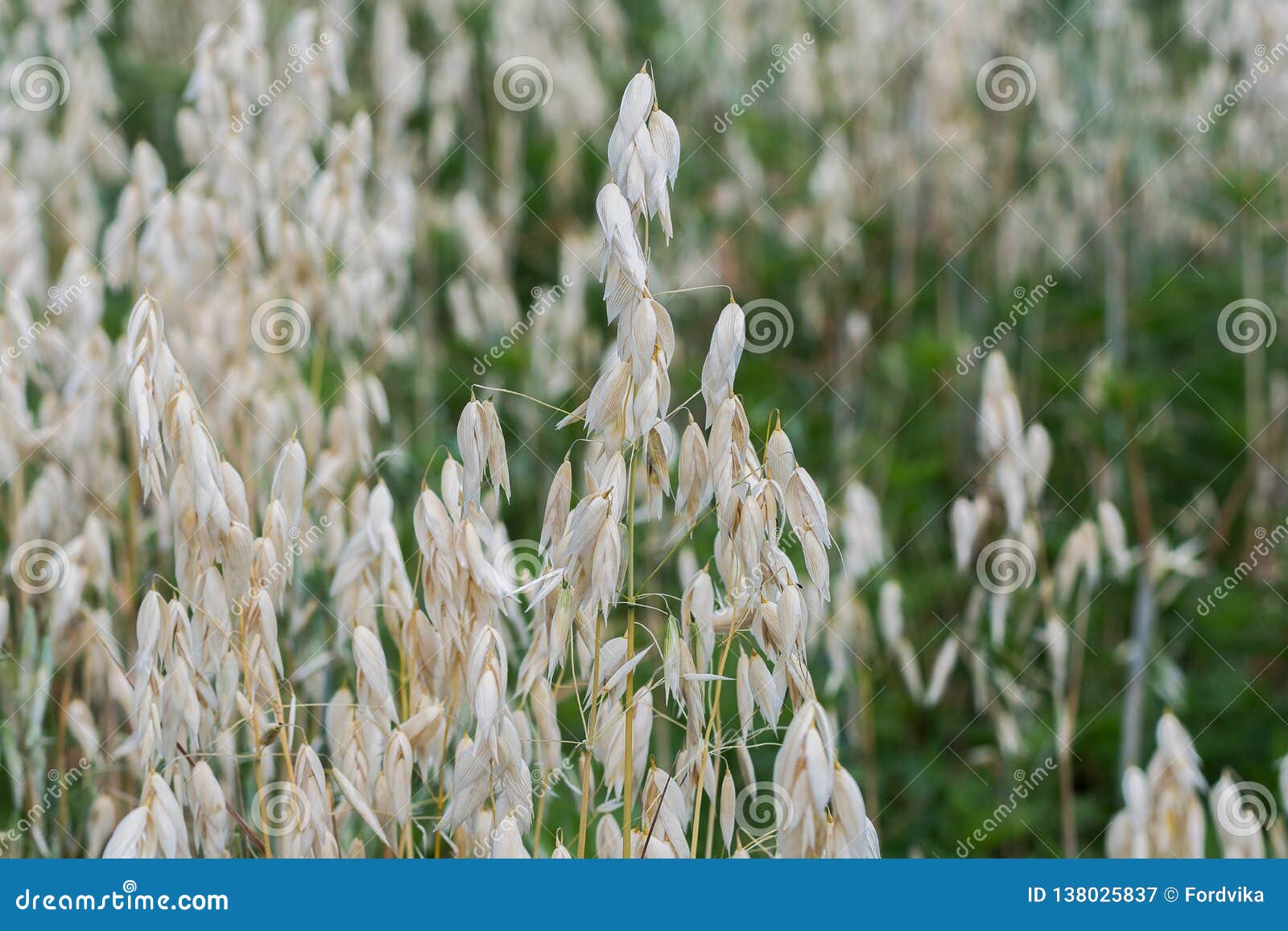 Oats that grow. stock image. Image of seed, grow, natural - 138025837