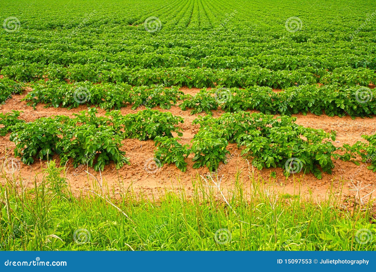 Field of Growing Potatoes Close Up Stock Image - Image of brown, green ...