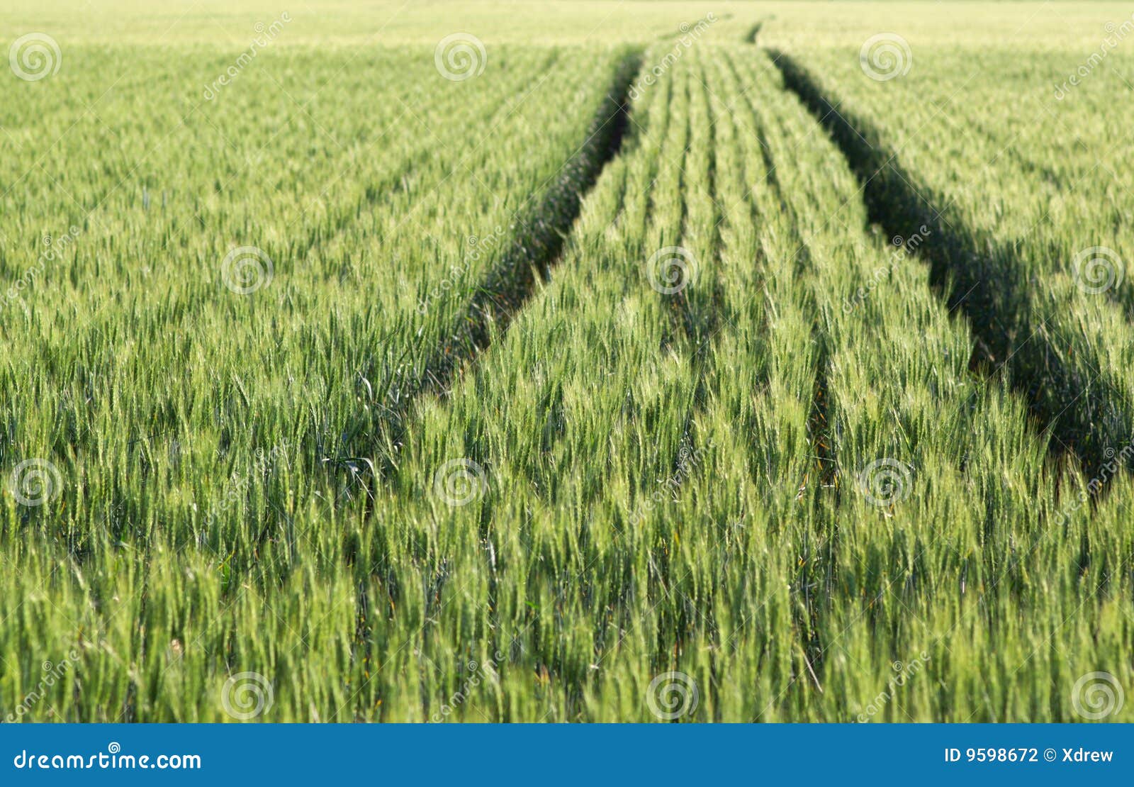 Field of growing wheat stock photo. Image of farming, countryside - 9598672