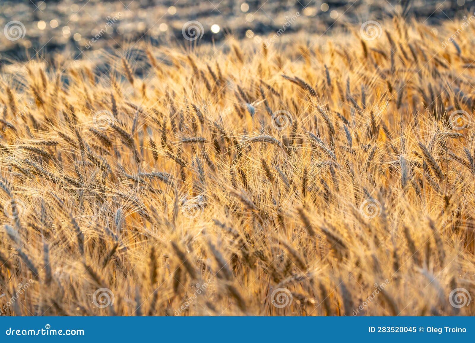Field of Growing Wheat. Agronomy and Plant Botany Stock Image - Image ...