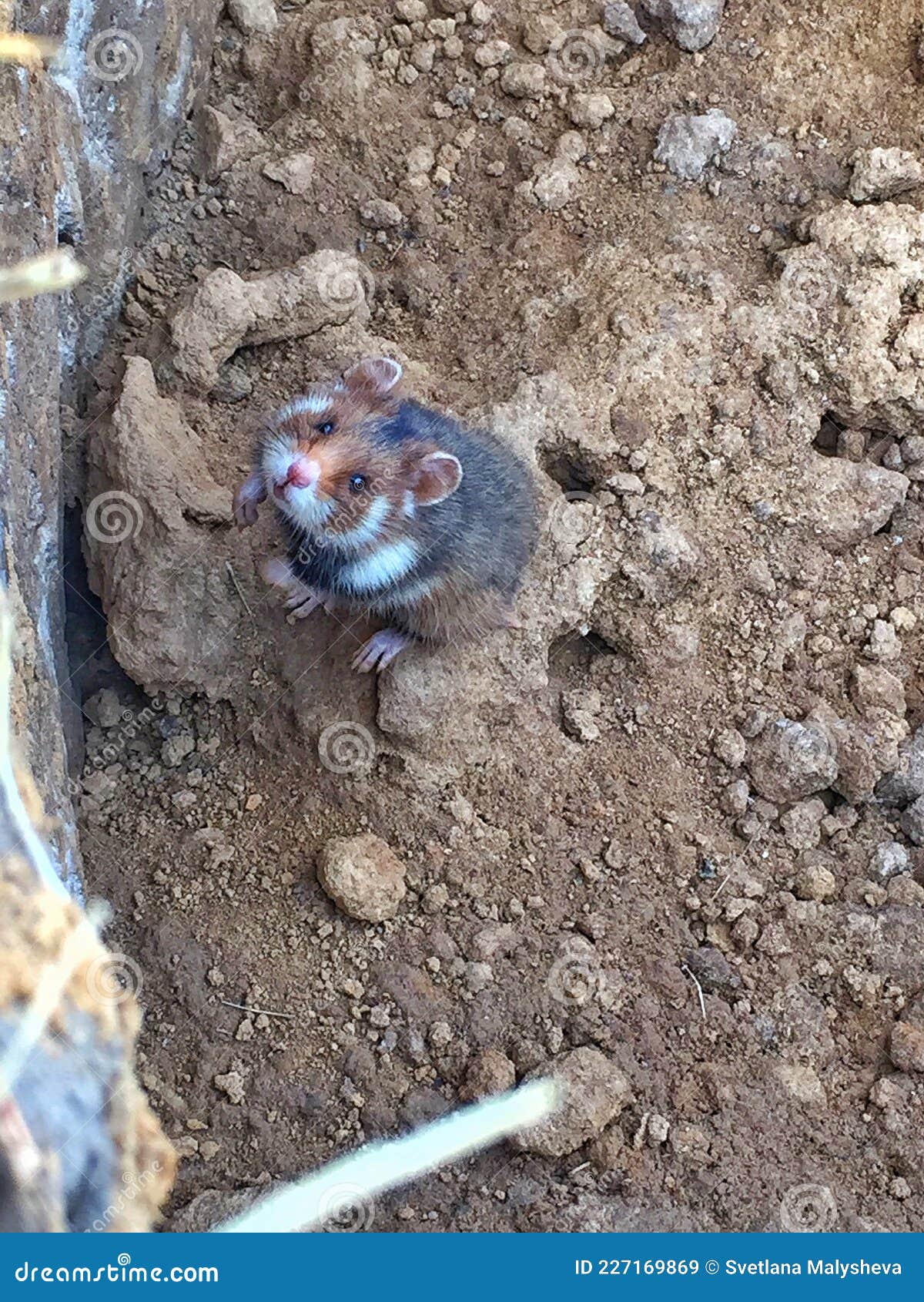 A Field Hamster Came To Visit Stock Image - Image of nature, hamater ...