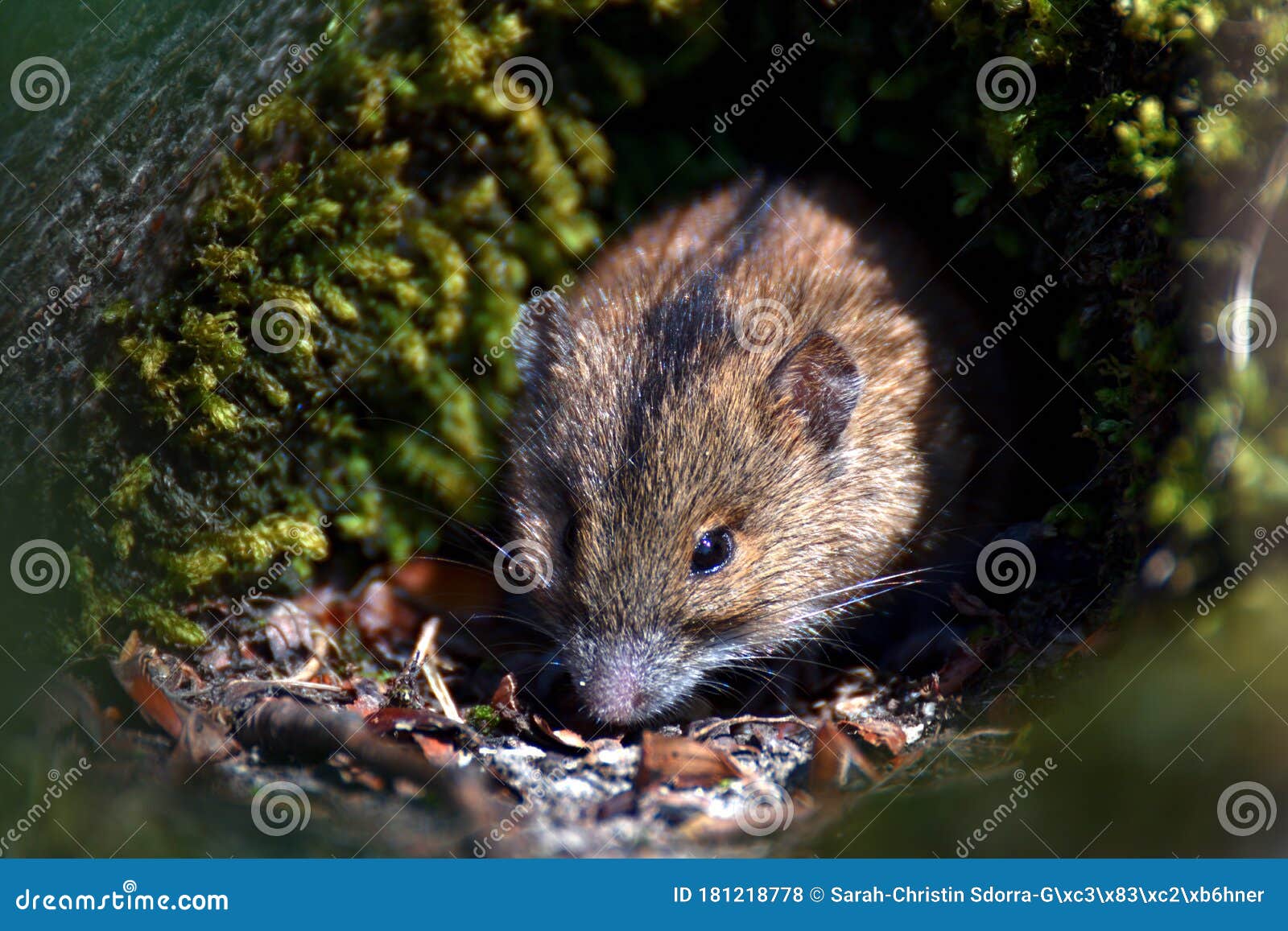 341 Forest Hamster Photos - Free & Royalty-Free Stock Photos from ...