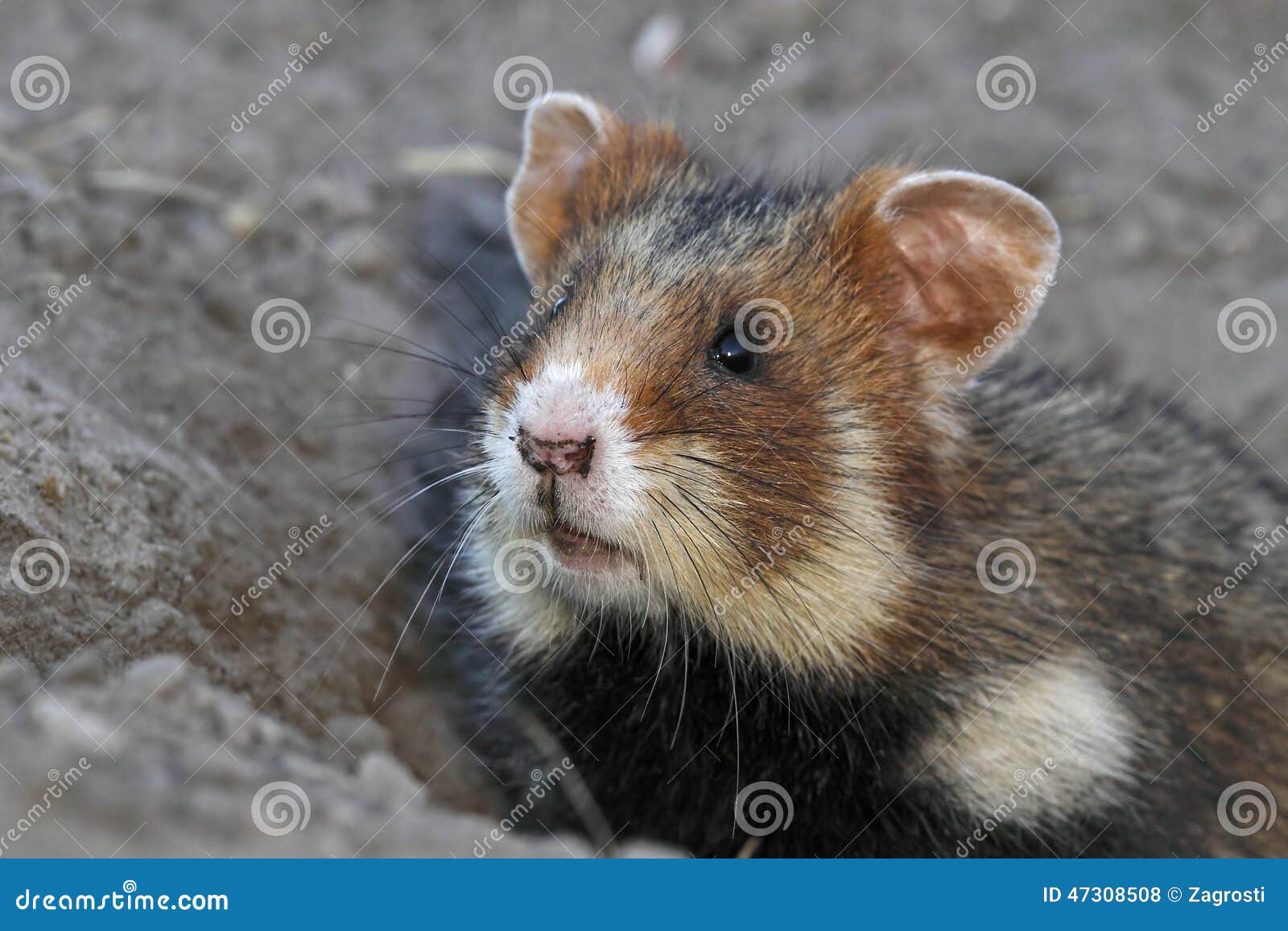Field hamster portrait stock photo. Image of colorful - 47308508