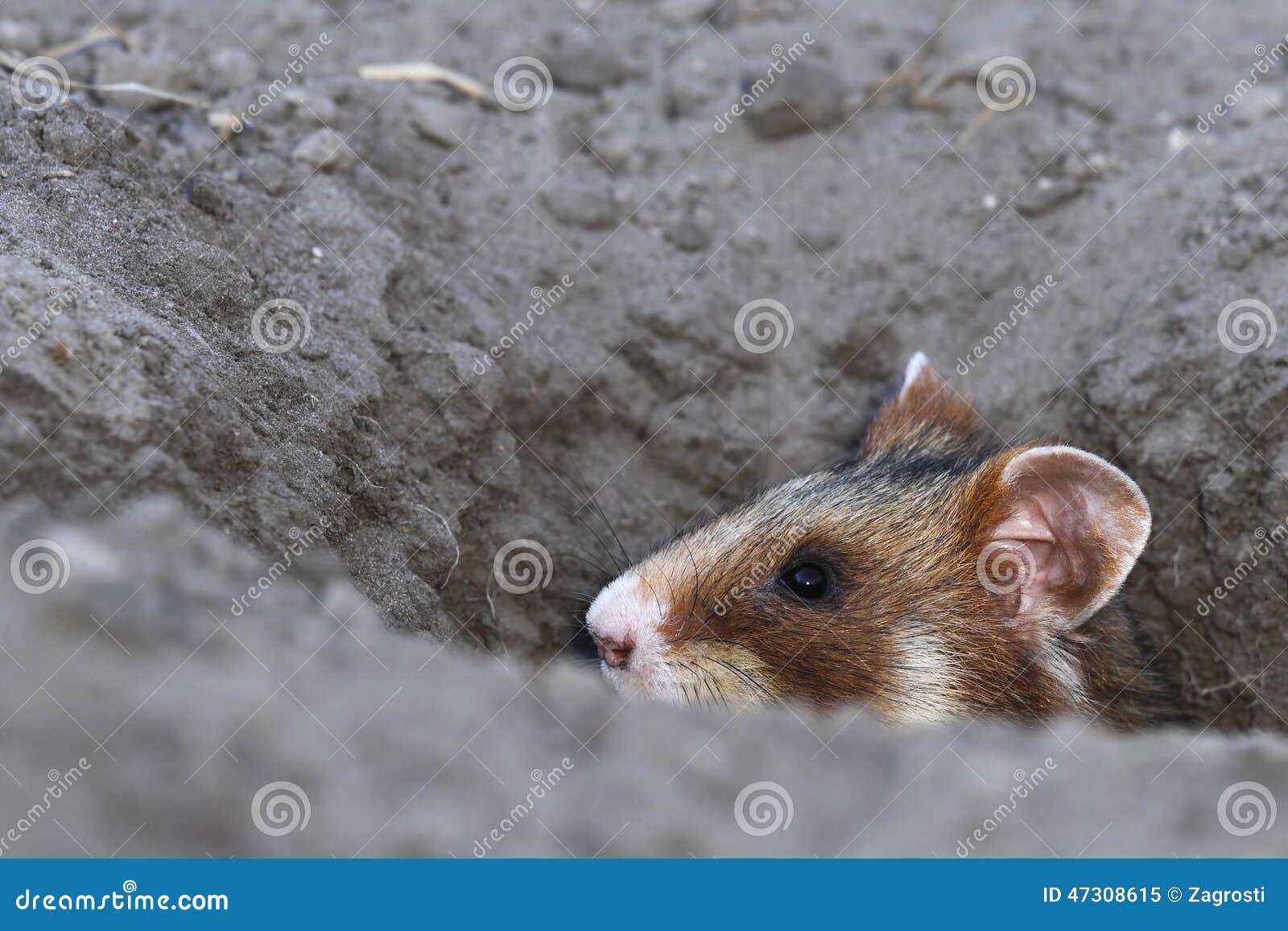 Field hamster portrait stock image. Image of hamster - 47308615