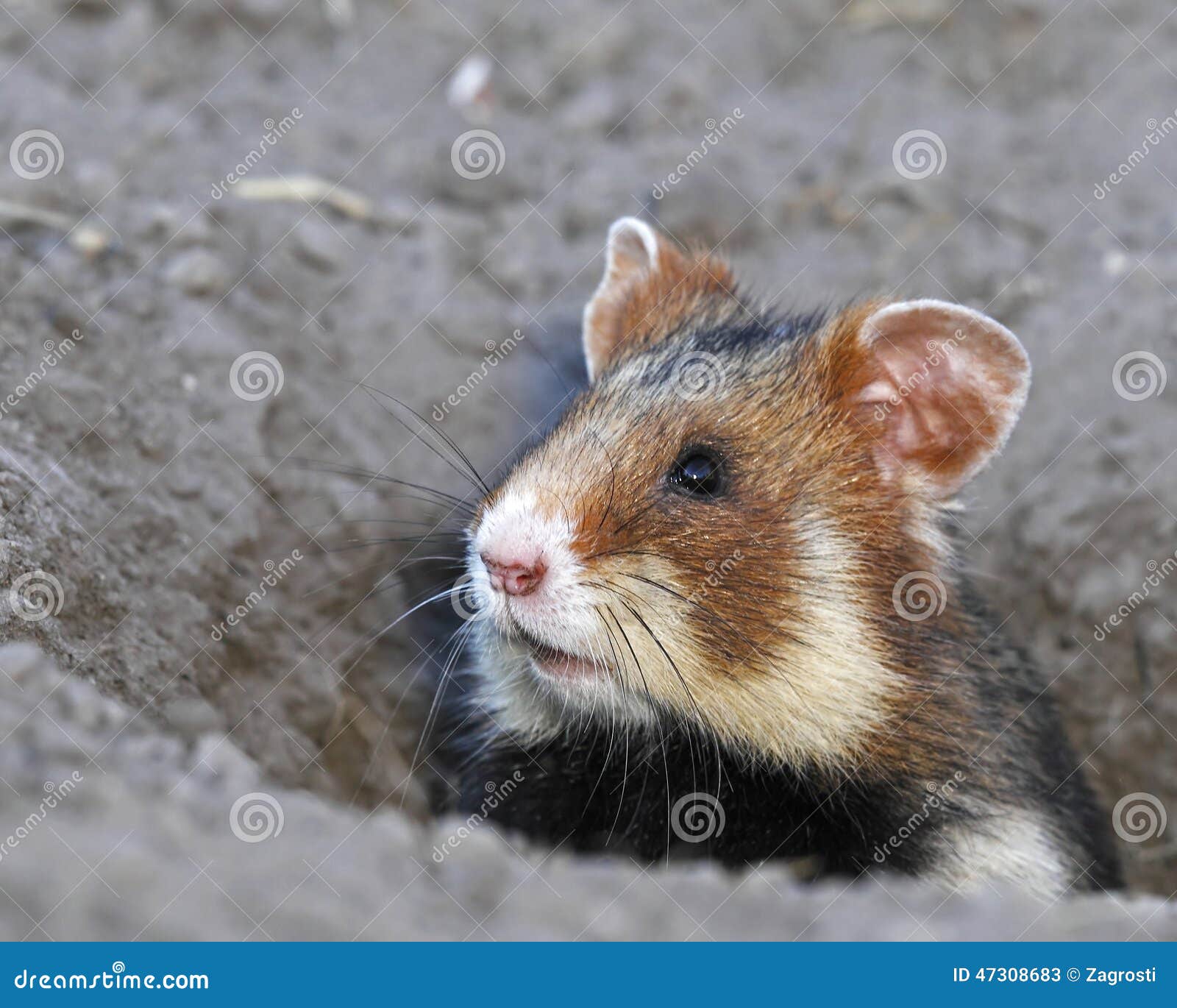 Field hamster portrait stock image. Image of european - 47308683