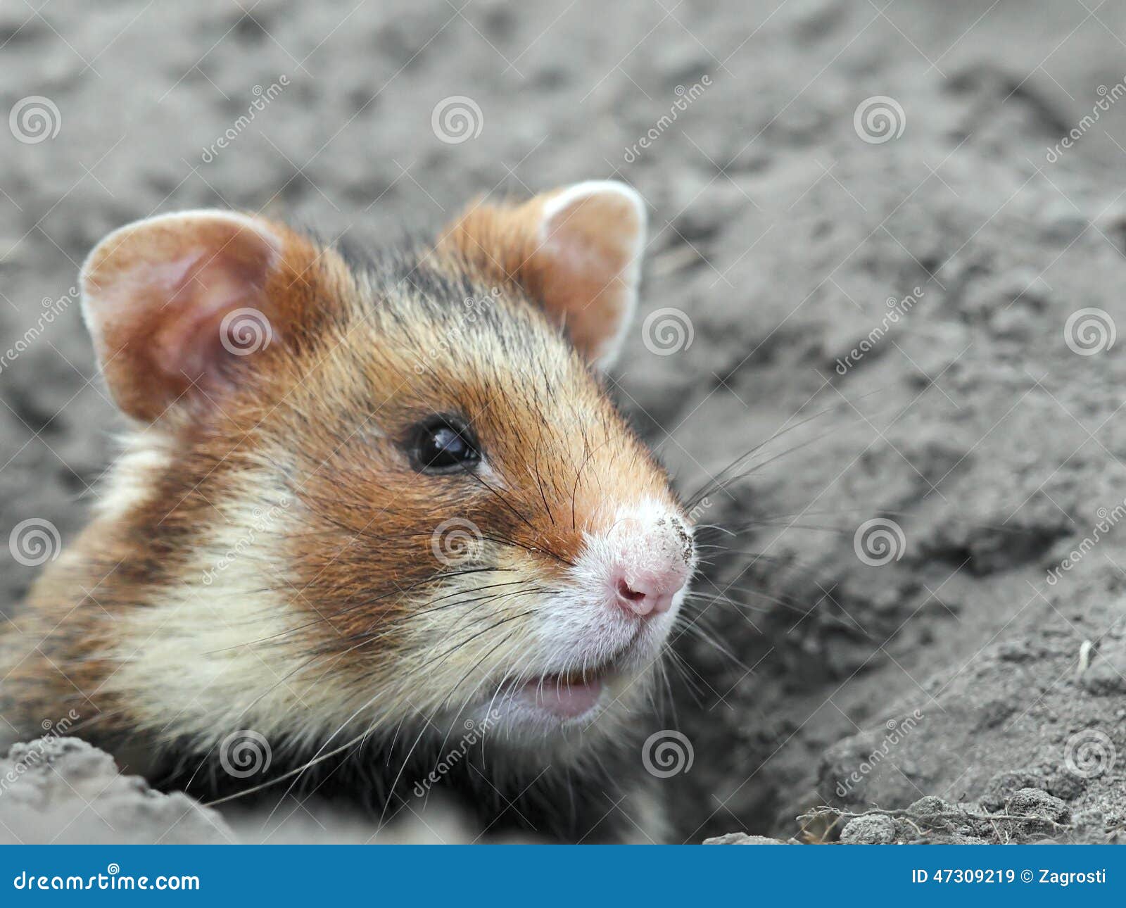Field hamster portrait stock image. Image of europe, environment - 47309219
