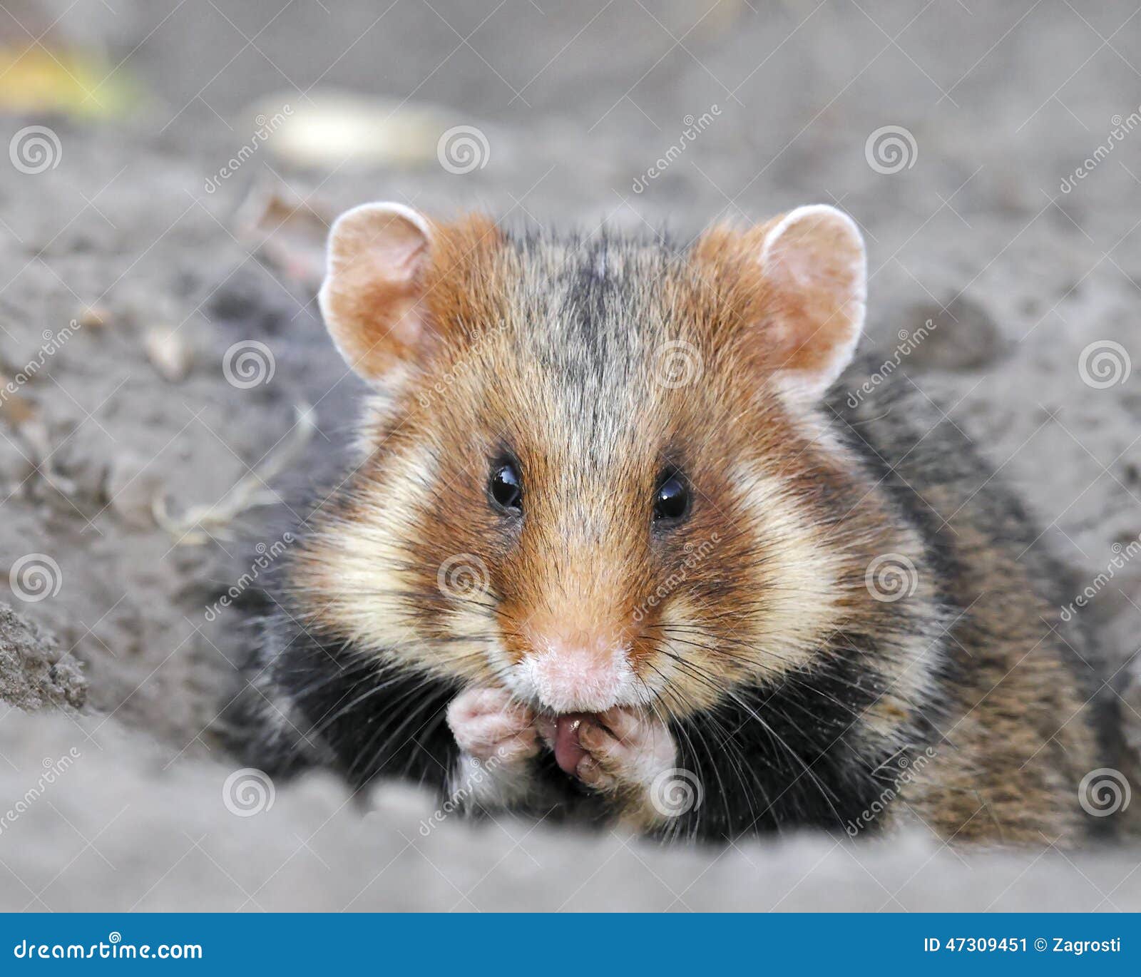Field hamster portrait stock image. Image of hair, hand - 47309451