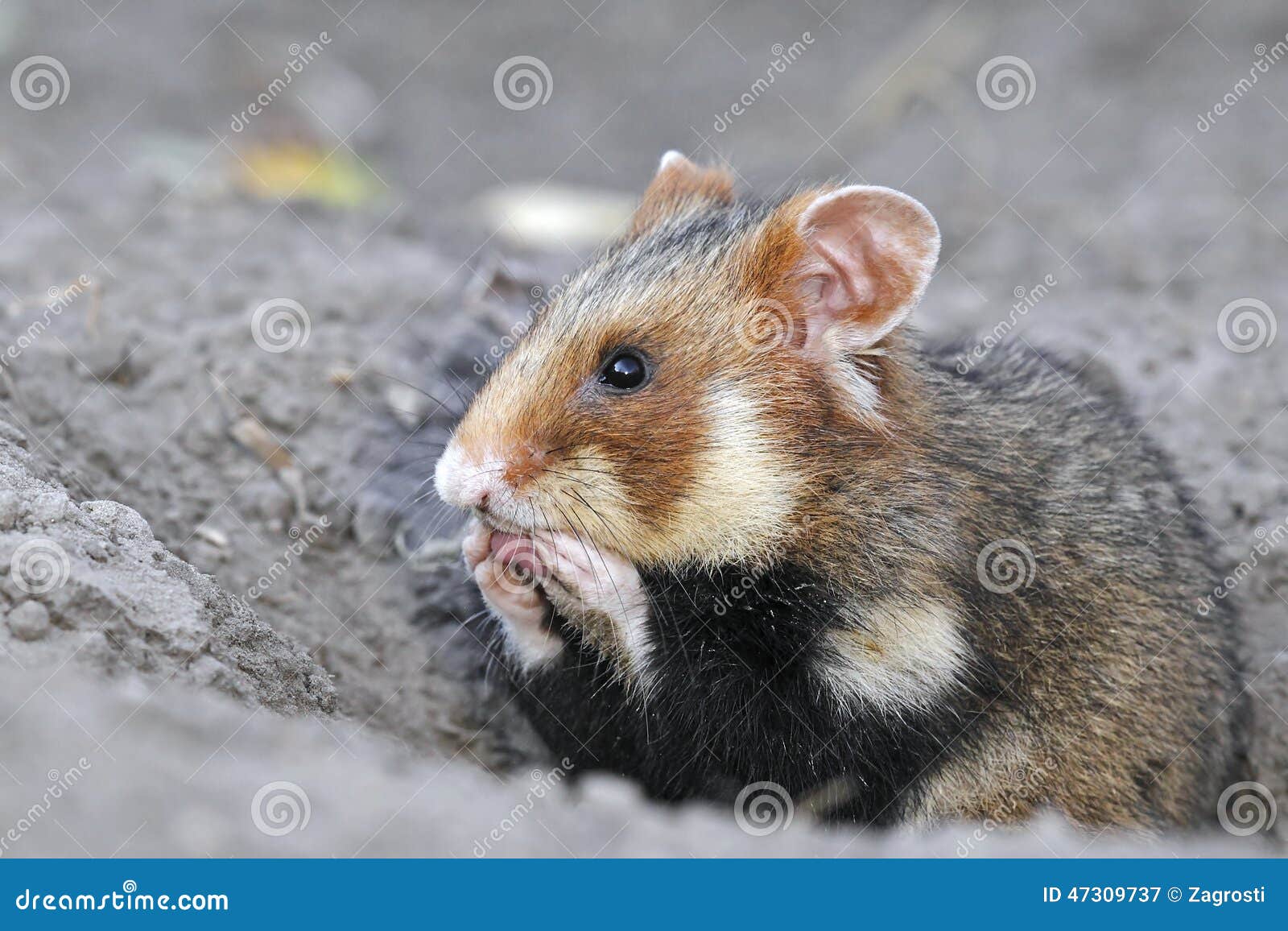 Field Hamster Profile, Hand-Wash&quo Stock Image - Image of bunting ...