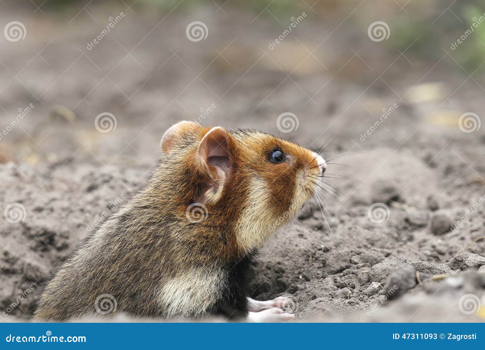 Field hamster profile stock image. Image of cornfield - 47311093