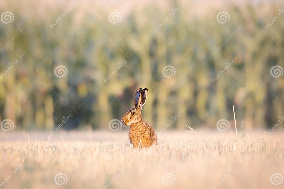 Field Hare in the Field, Portrait in Summer Stock Photo - Image of ...