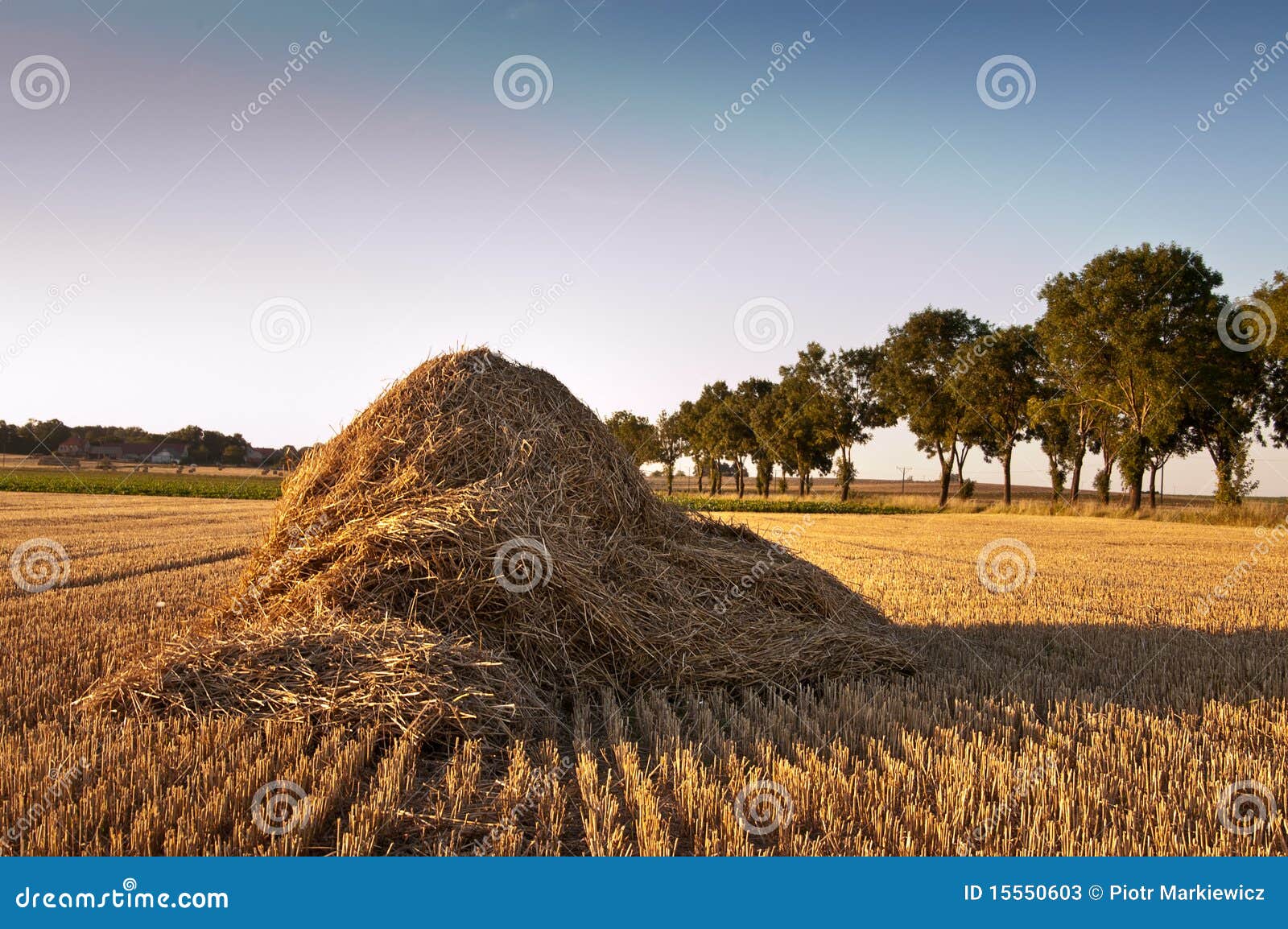 Field after harvest stock image. Image of refreshing - 15550603