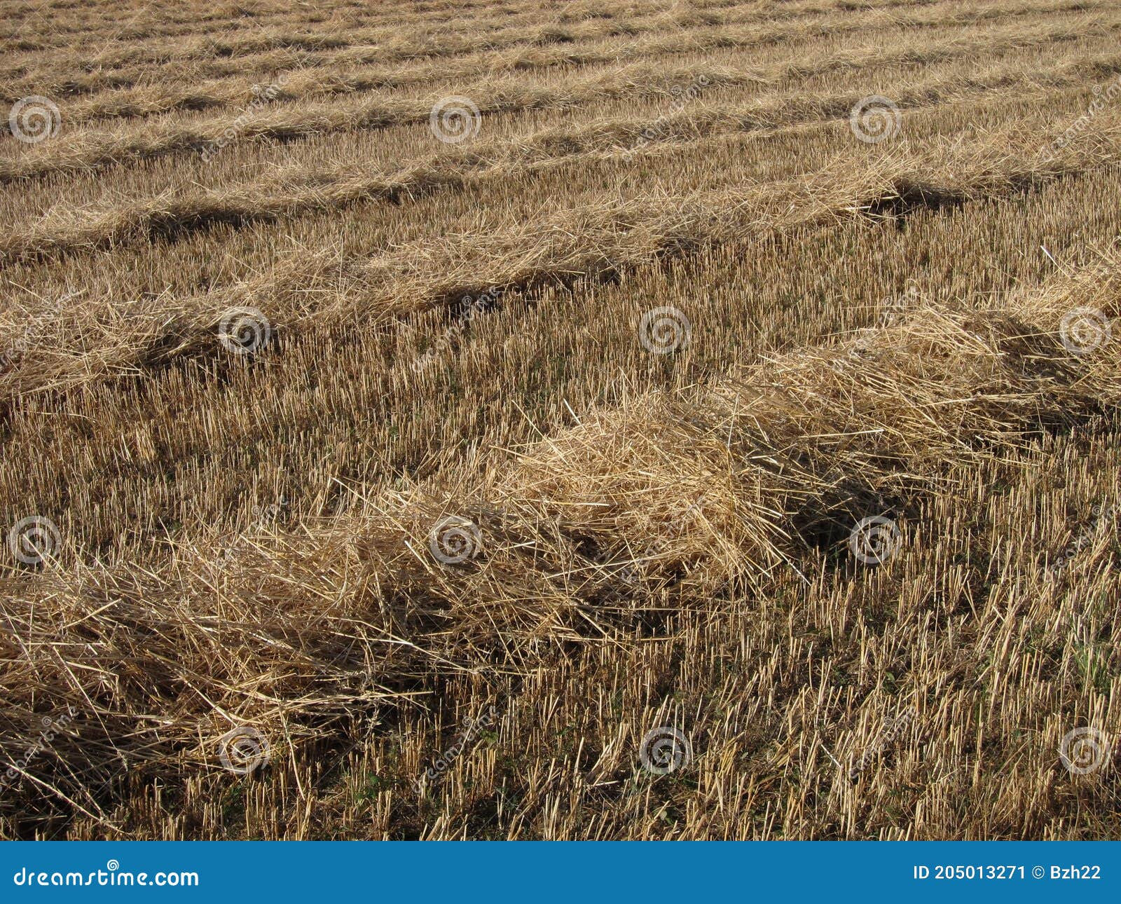 A field after harvest stock image. Image of country - 205013271