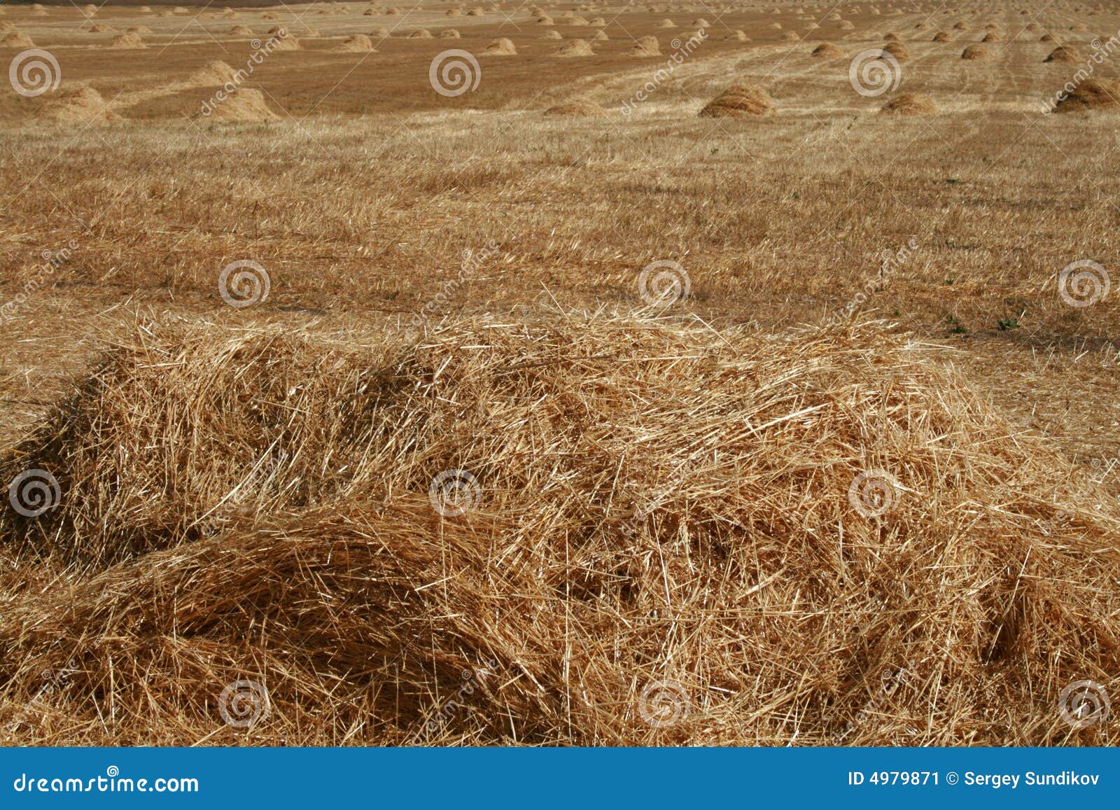 Field after the harvest stock image. Image of rural, scene - 4979871