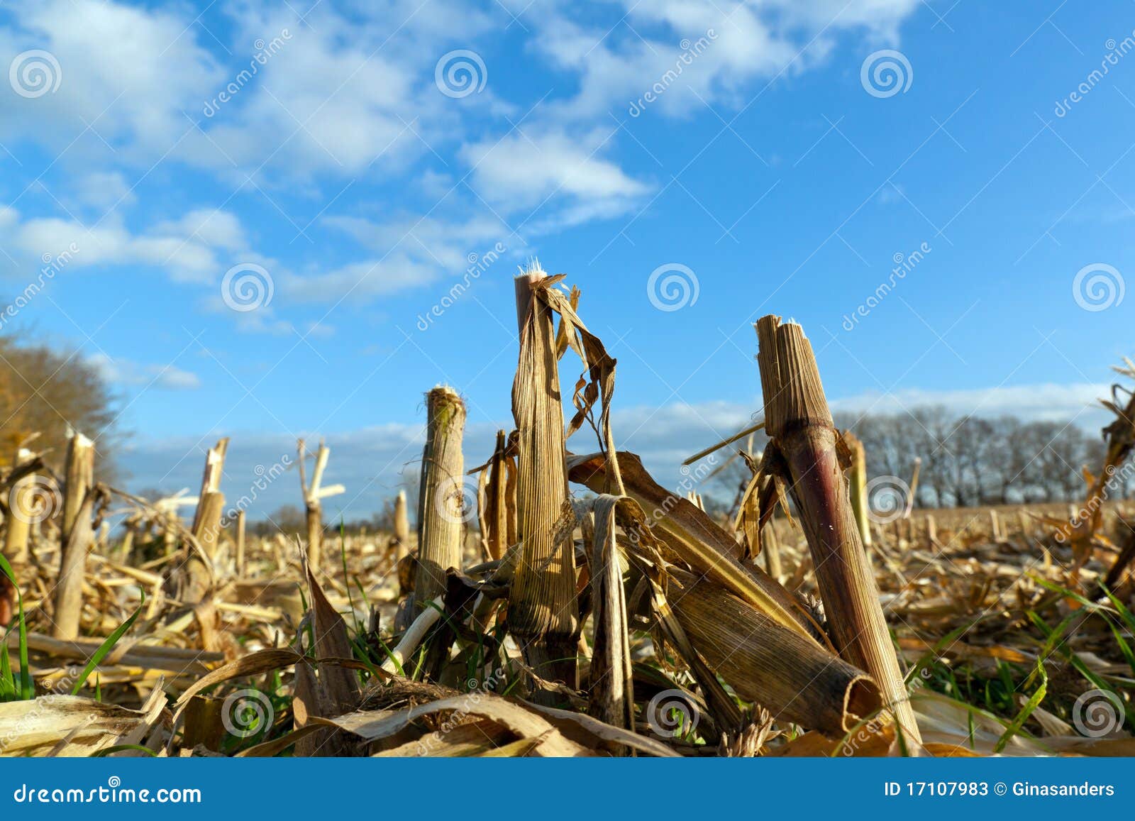 Field after the Harvest in Agriculture Stock Image - Image of corn ...