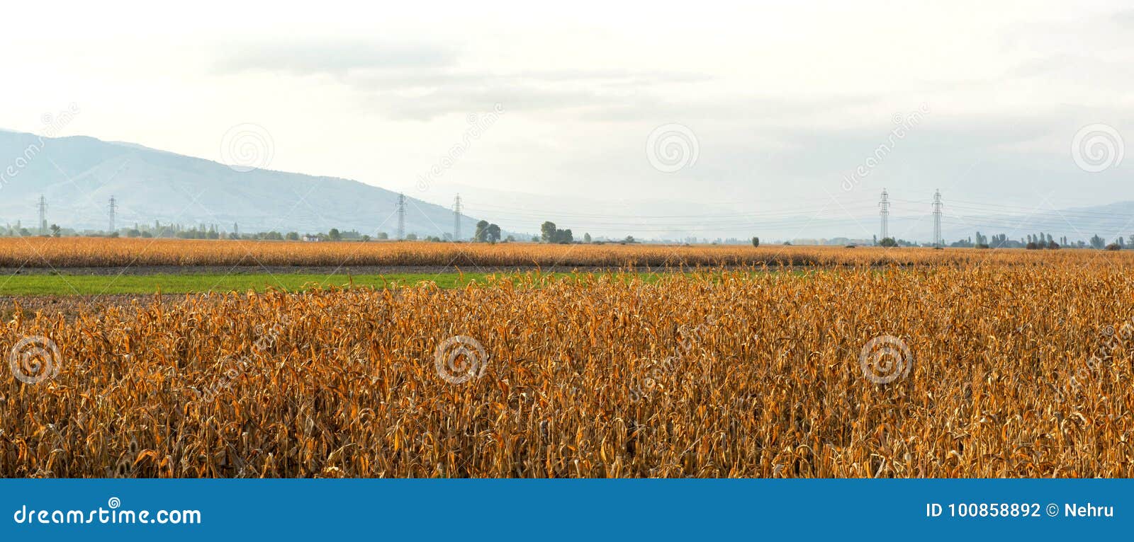 Field after harvest stock photo. Image of macedonia - 100858892