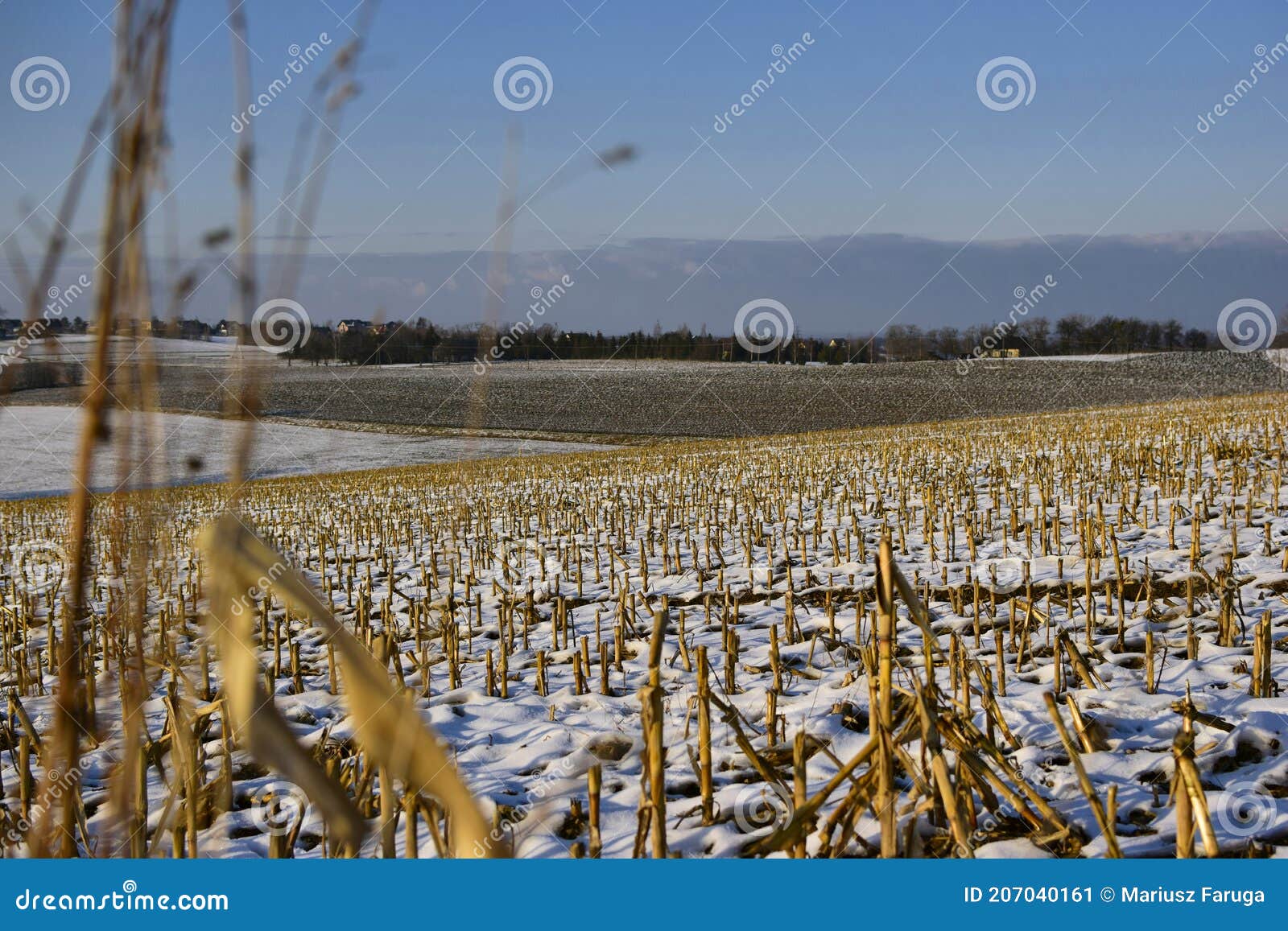 Field after the Harvest of Corn in Winter. Stock Image - Image of wind ...
