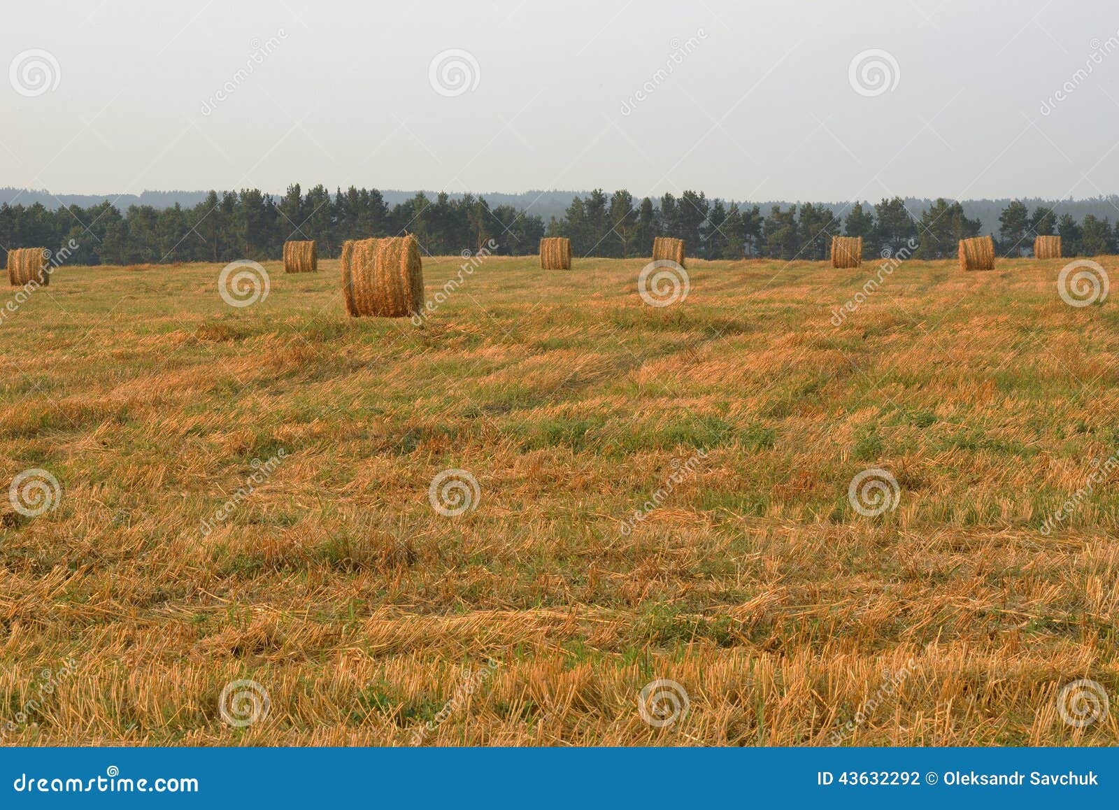 Field after harvest stock photo. Image of trees, vegetation - 43632292