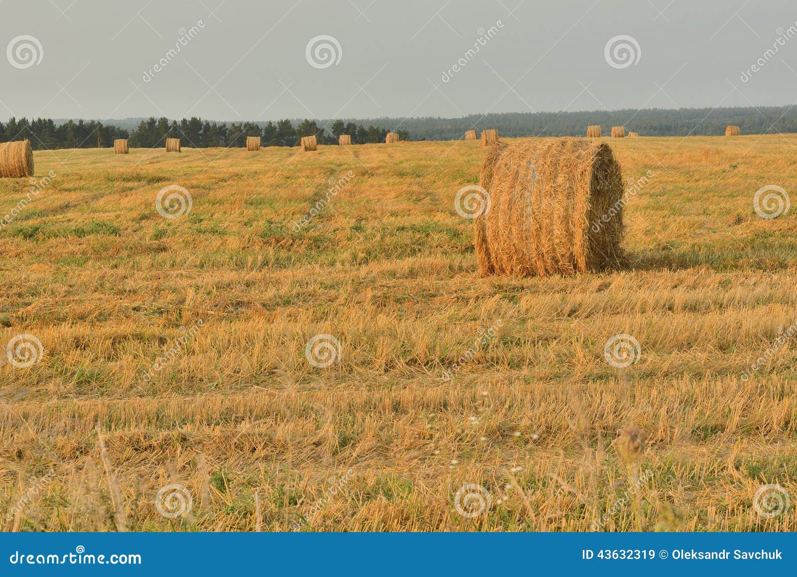 Field after harvest stock image. Image of grain, field - 43632319