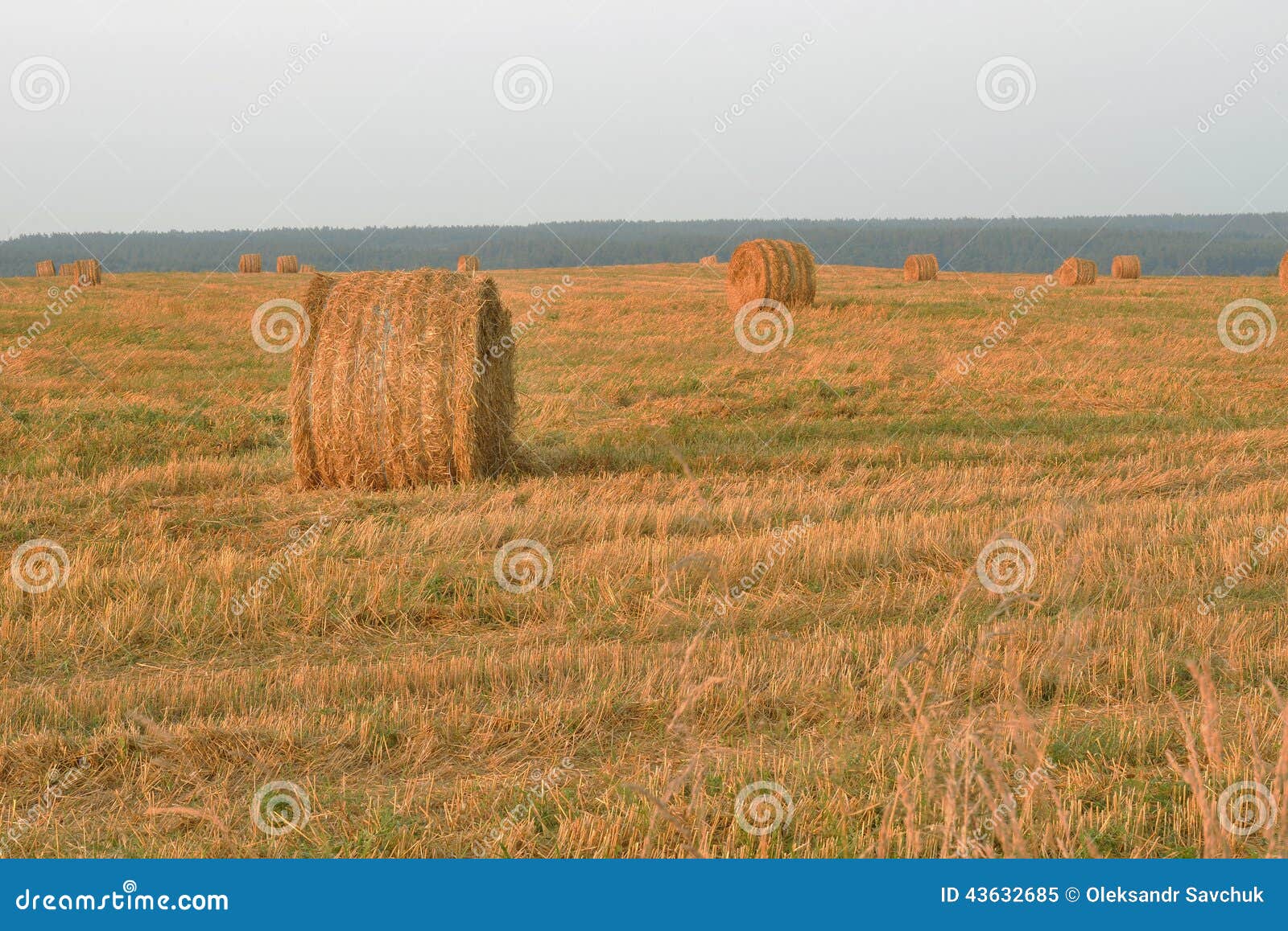 Field after harvest stock image. Image of landscape, grassland - 43632685