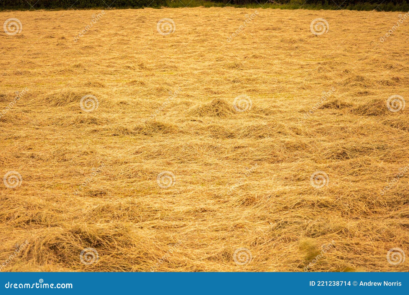 Field Hay Background stock photo. Image of farm, soft - 221238714
