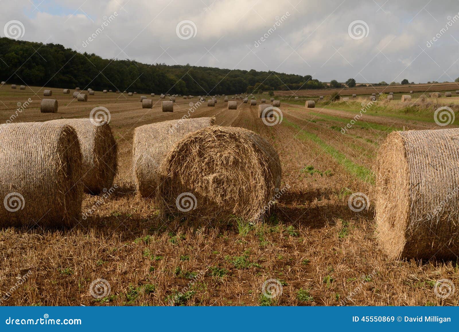 Field with hay bails stock image. Image of bale, nature - 45550869