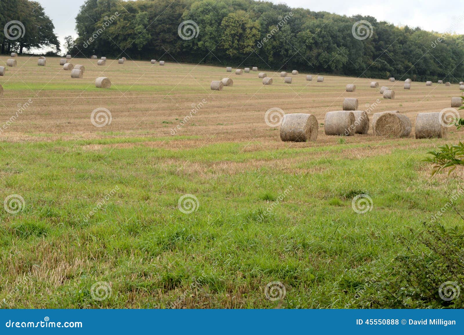 Field with hay bails stock photo. Image of grass, growth - 45550888