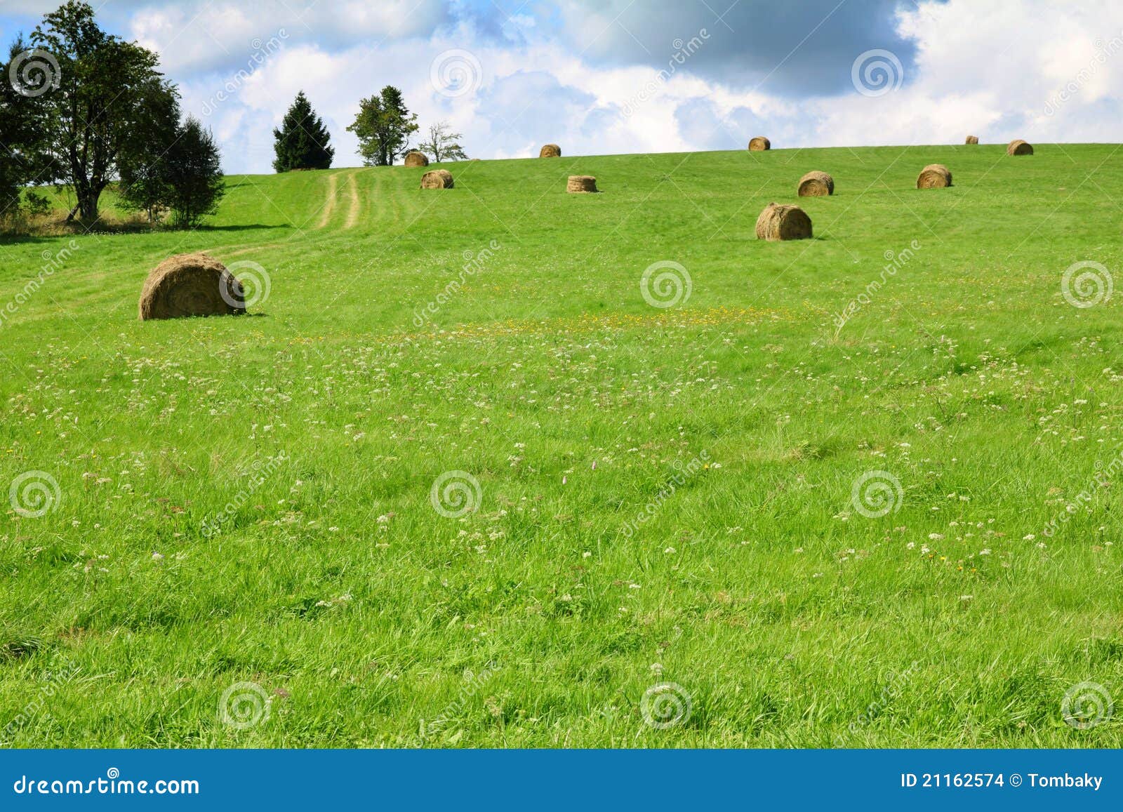 Field of hay bales stock photo. Image of farm, bale, agriculture - 21162574