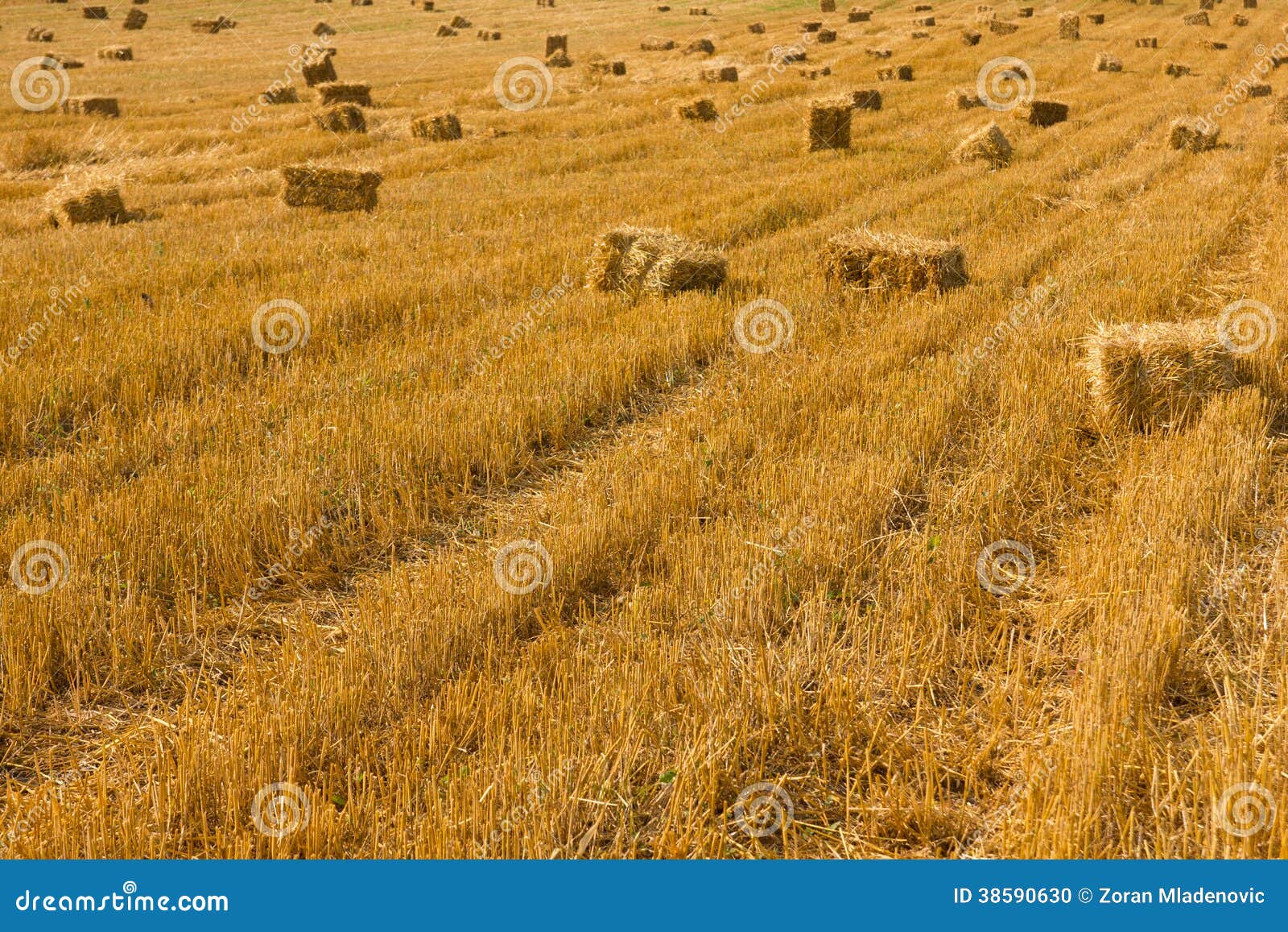Field of hay bales stock photo. Image of focus, crop - 38590630