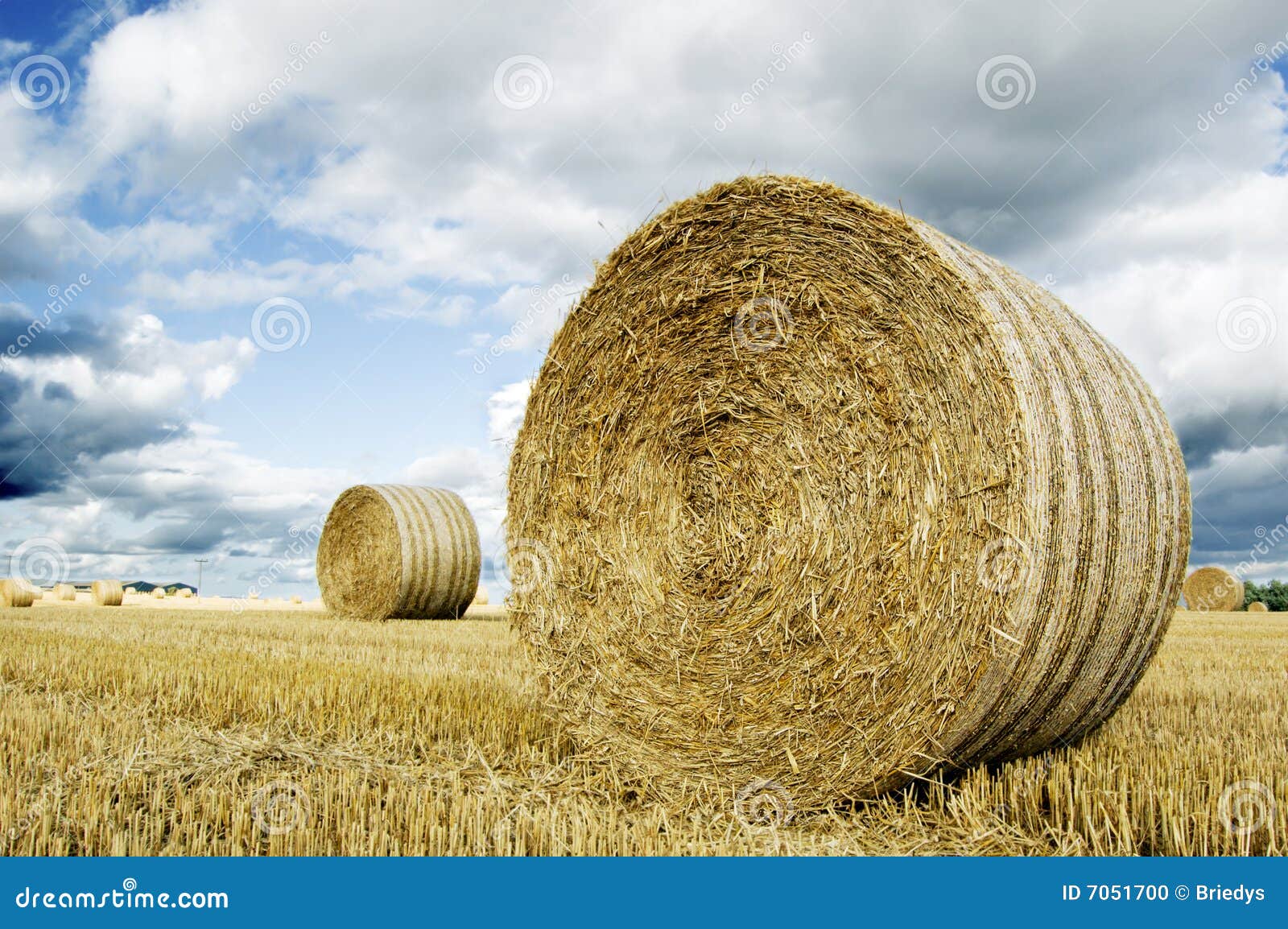 Field of hay bales stock photo. Image of industry, agricultural - 7051700