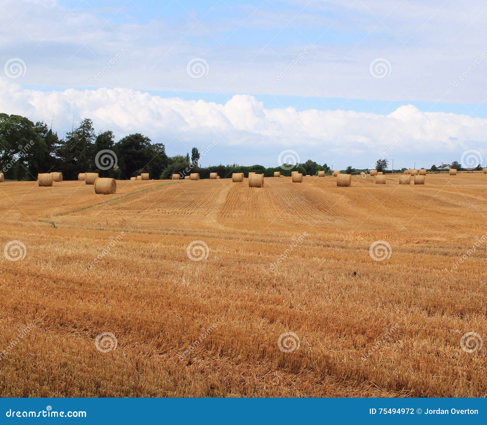 Field of hay bales stock photo. Image of season, field - 75494972