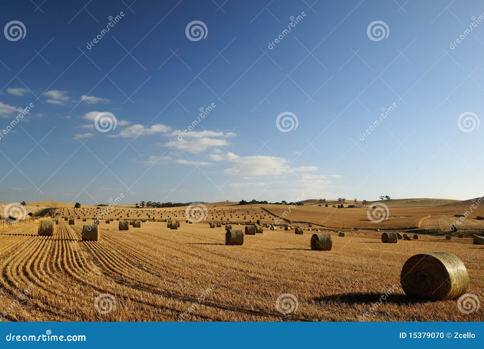 Field of Hay, Barossa Valley Stock Photo - Image of graphic ...
