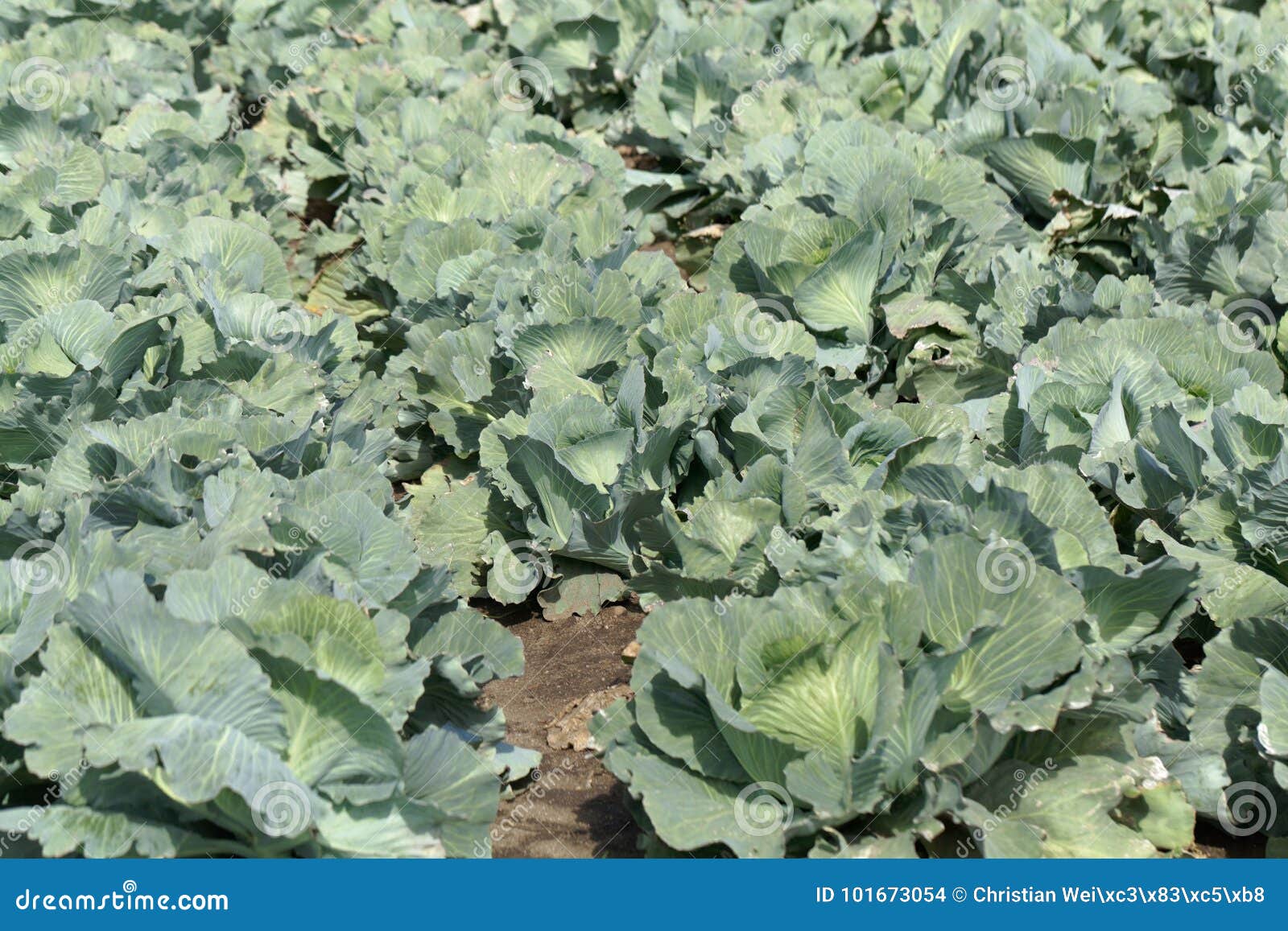 Field with Headed Cabbage Plants Stock Photo - Image of green, cabbage ...
