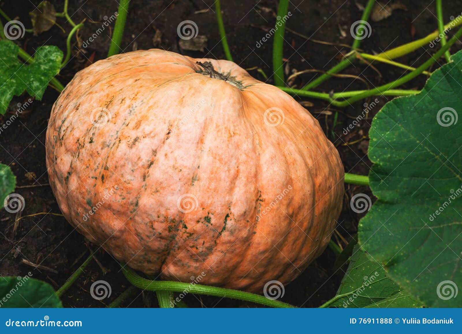 Field with Heaps of Ripe Squash in Summer Stock Photo - Image of ...