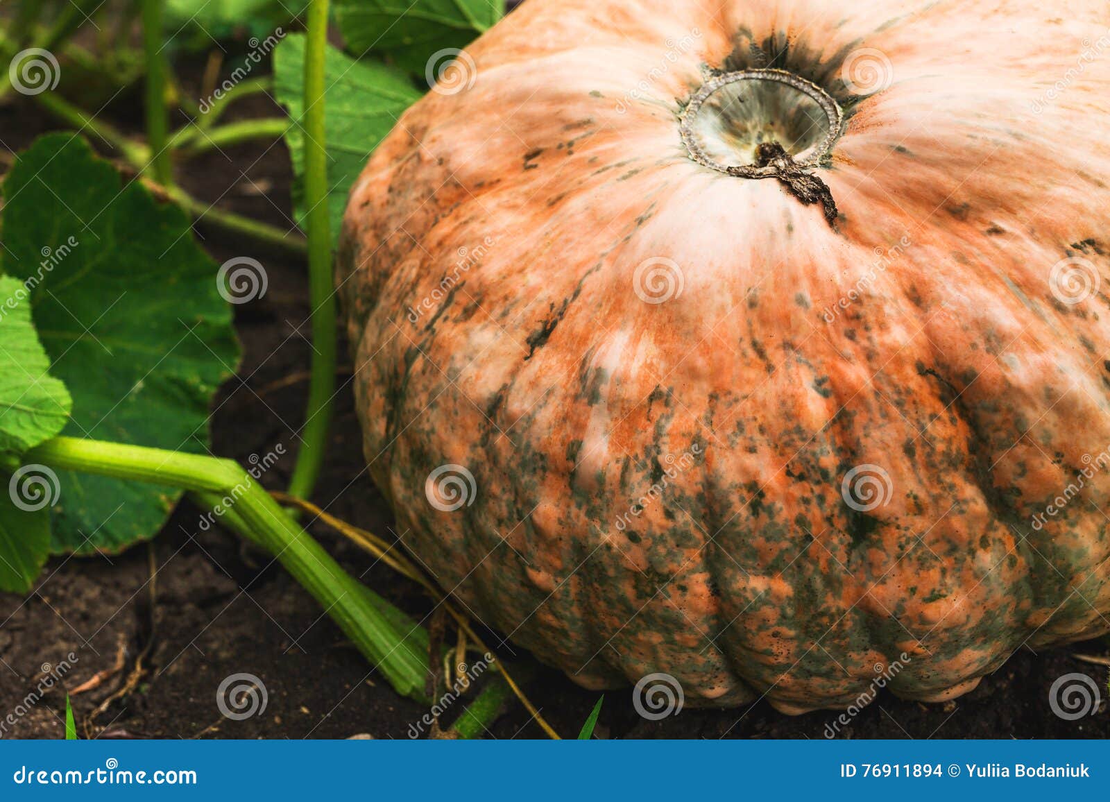 Field with Heaps of Ripe Squash in Summer Stock Photo - Image of eating ...