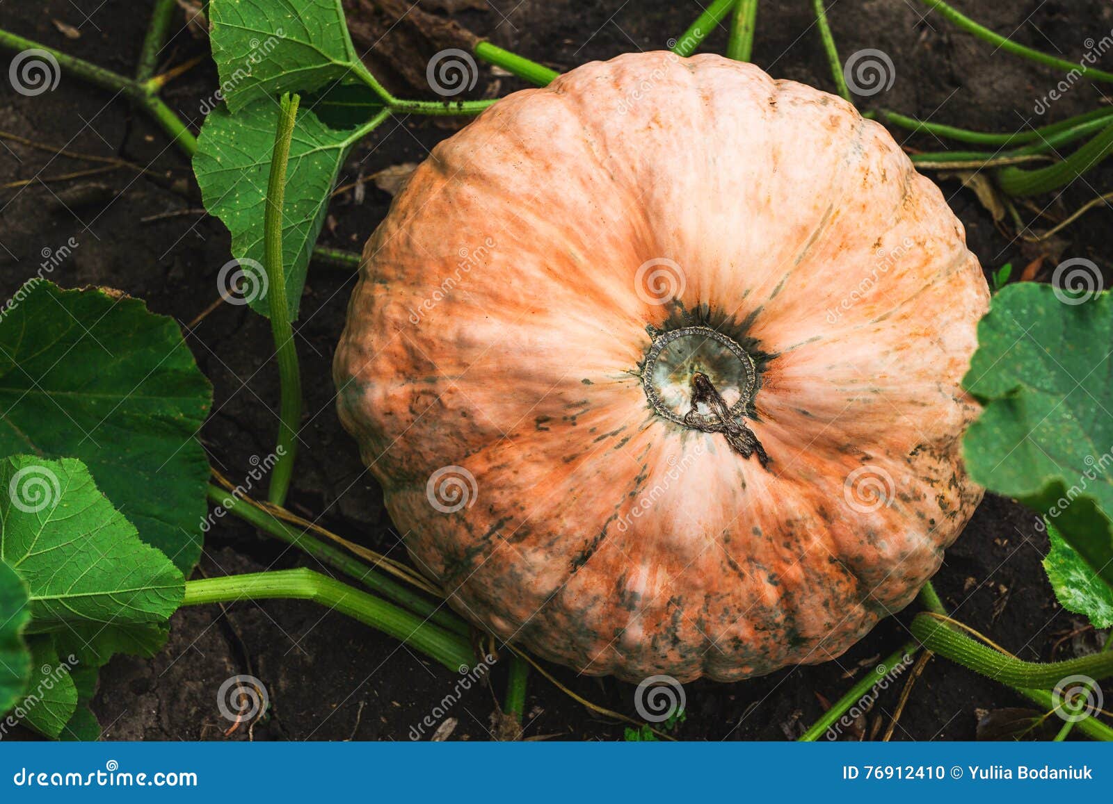 Field with Heaps of Ripe Squash in Summer Stock Photo - Image of land ...