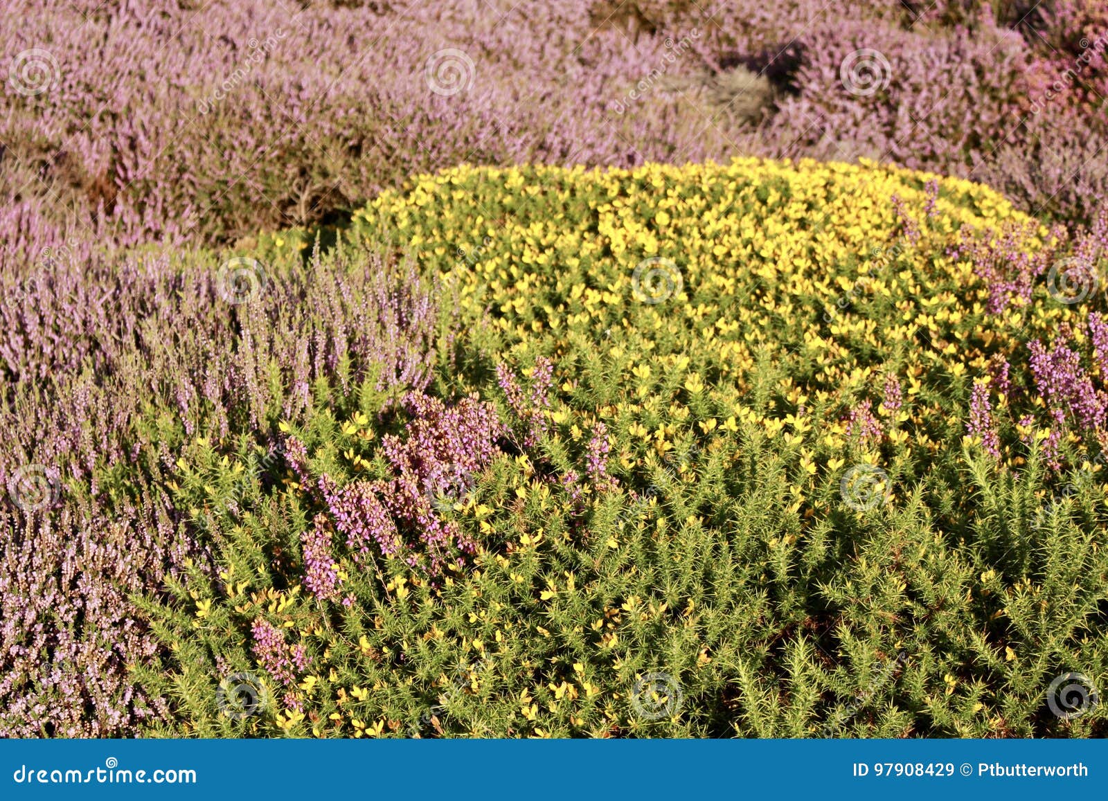 Field of Heather stock image. Image of heathers, evergreen - 97908429