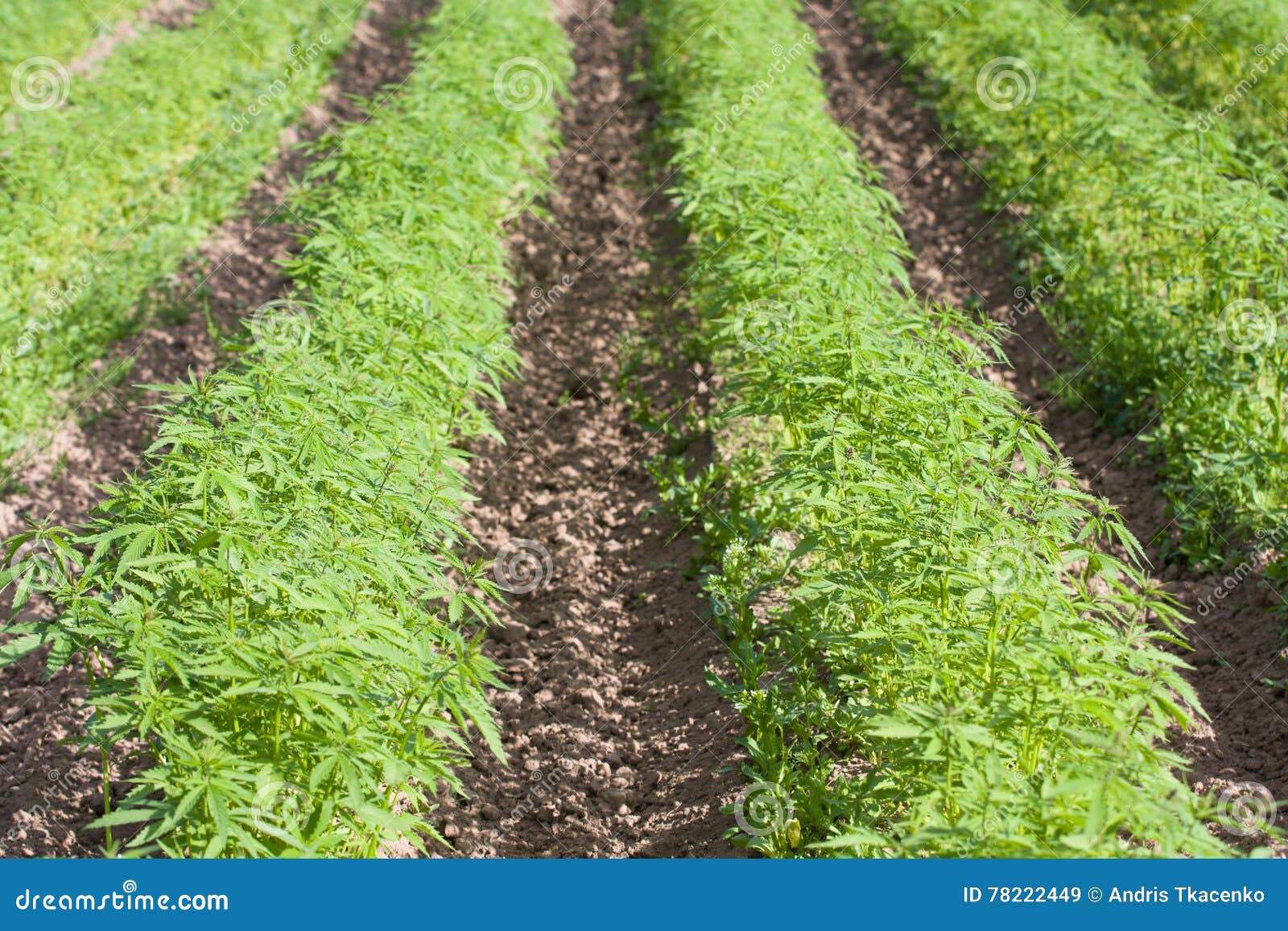 Field of Hemp Cannabis Sativa Stock Image - Image of legal, cannabis ...