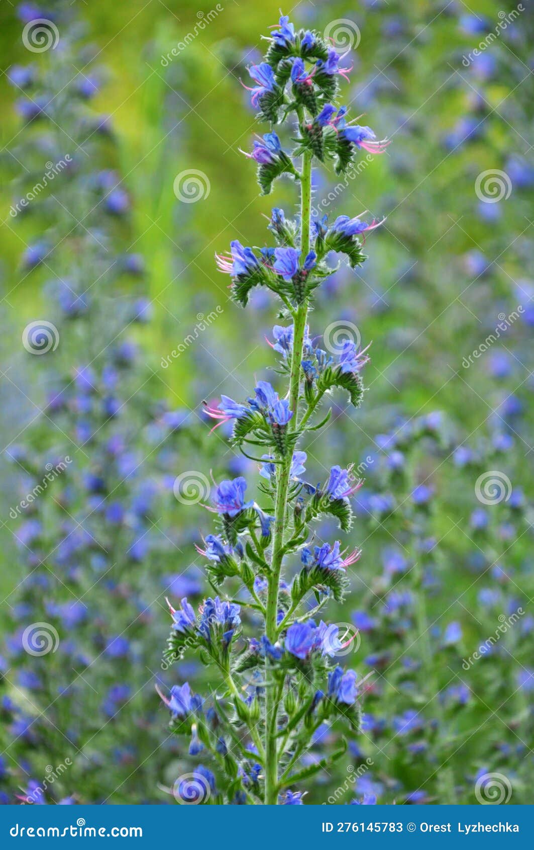 In the Field among the Herbs Bloom Echium Vulgare Stock Image - Image ...