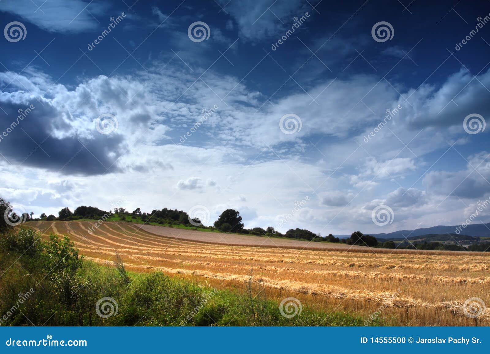 Field with Hewed Corn and Clouds Stock Photo - Image of golden, field ...