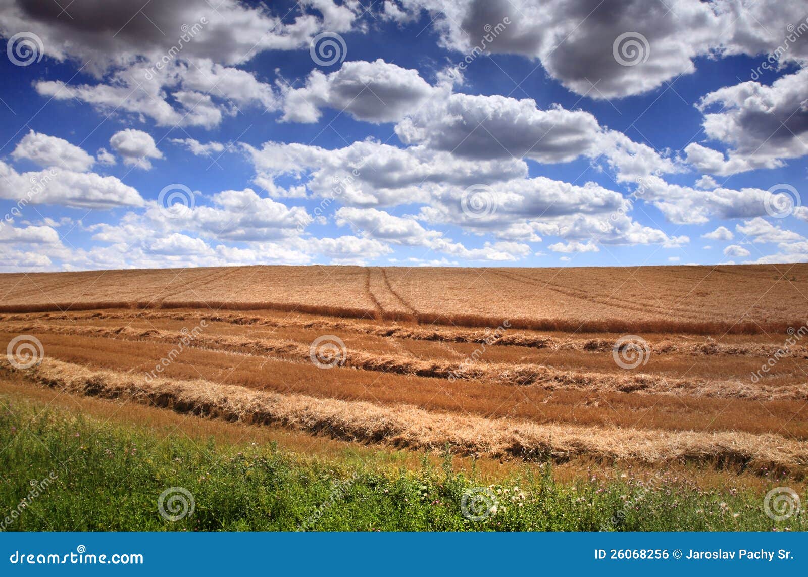 Field with Hewed Corn and Clouds Stock Photo - Image of grain ...