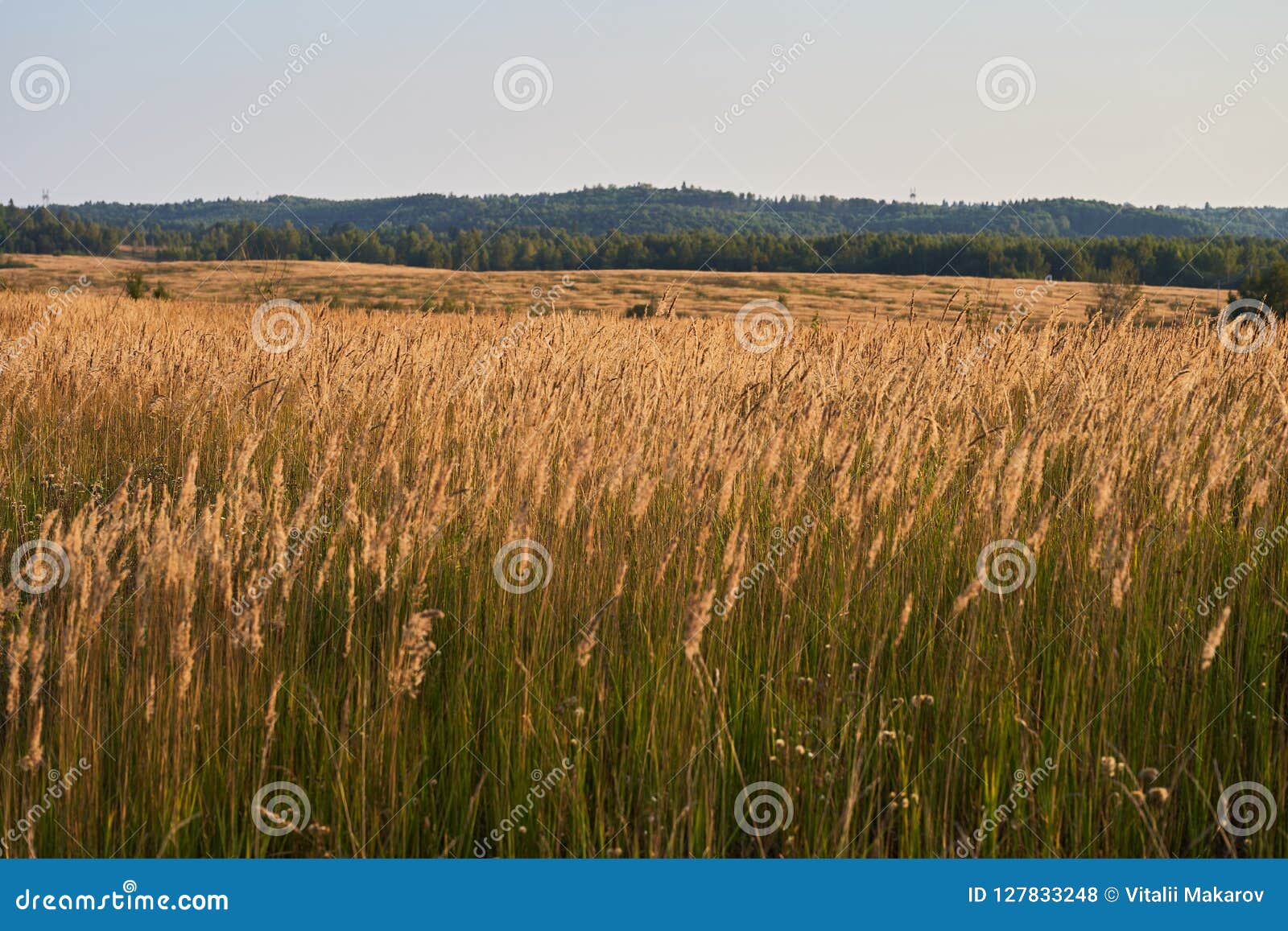 Field with High Grass and Forest in the Background Stock Photo - Image ...