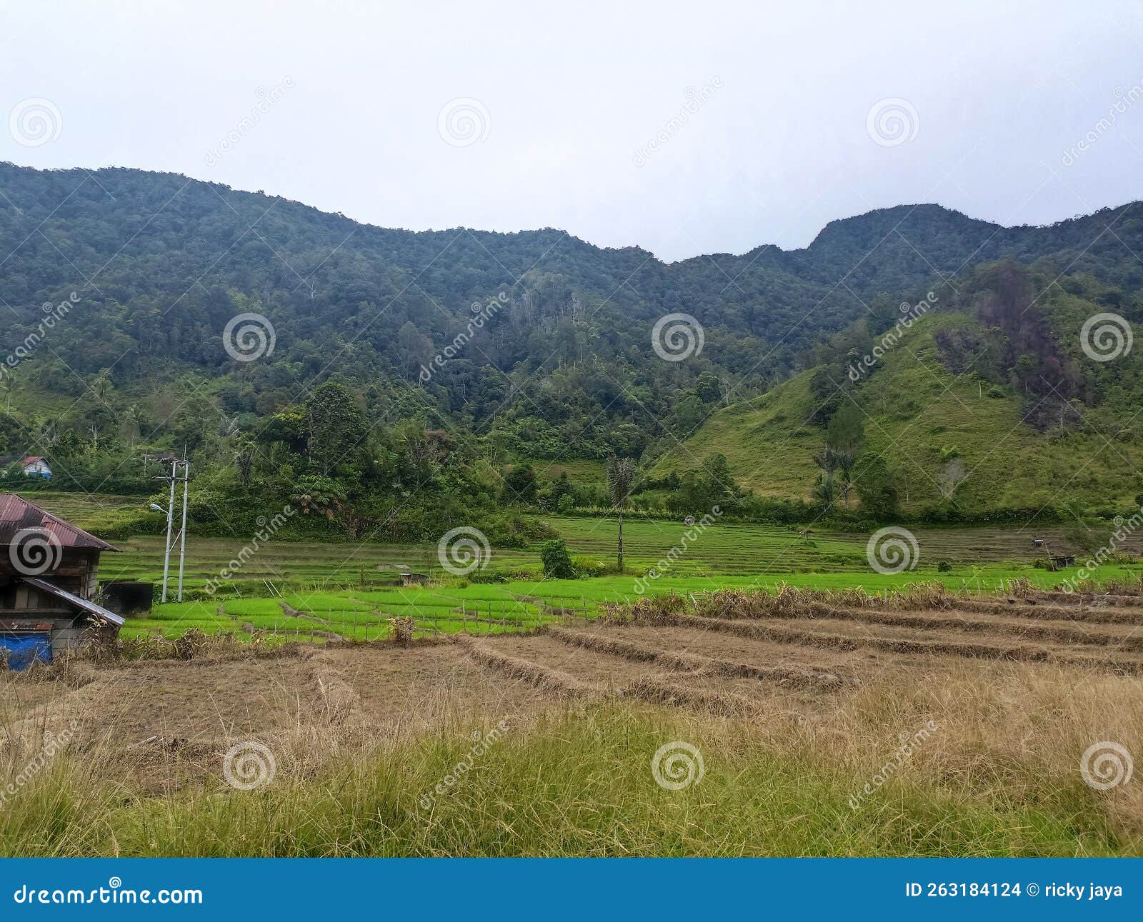 Field with Hill at My Village Stock Photo - Image of grassland, soil ...