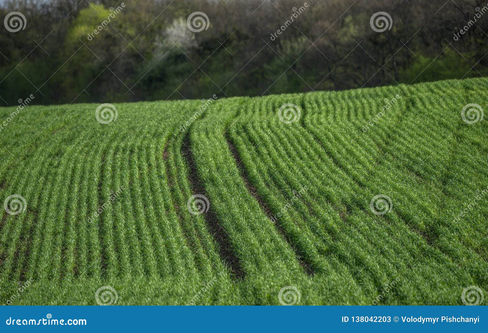 Field on a Hill with Rows of Grain Crops. Against the Background of a ...