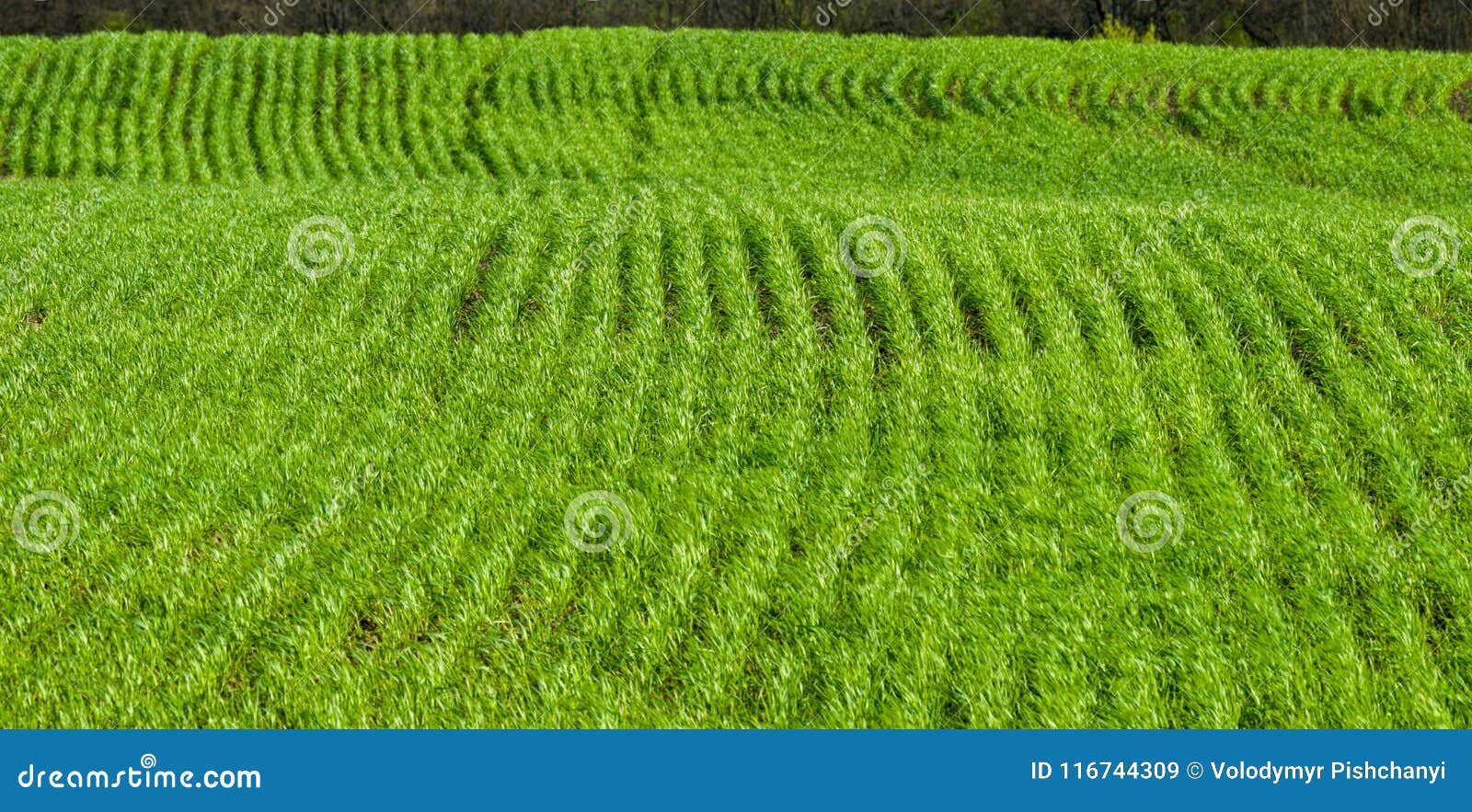 Field on a Hill with Rows of Grain Crops Stock Image - Image of ...