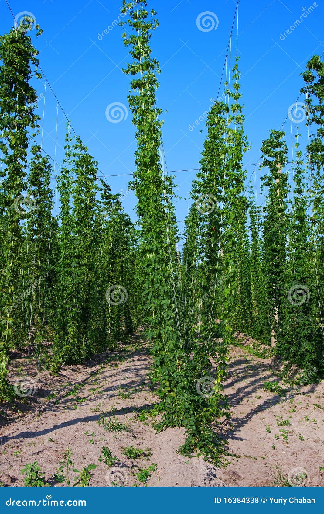 Field of hop stock photo. Image of aroma, brew, bitter - 16384338