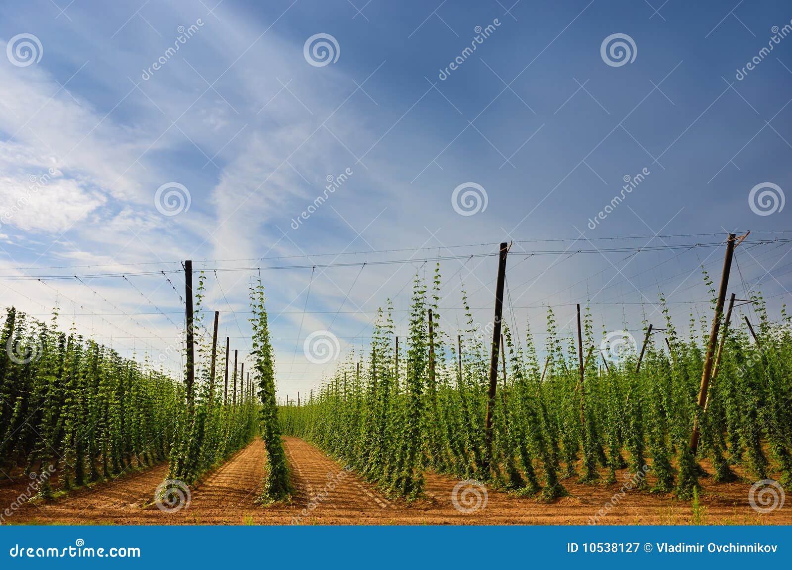 Field of hops stock image. Image of outdoors, horizontal - 10538127