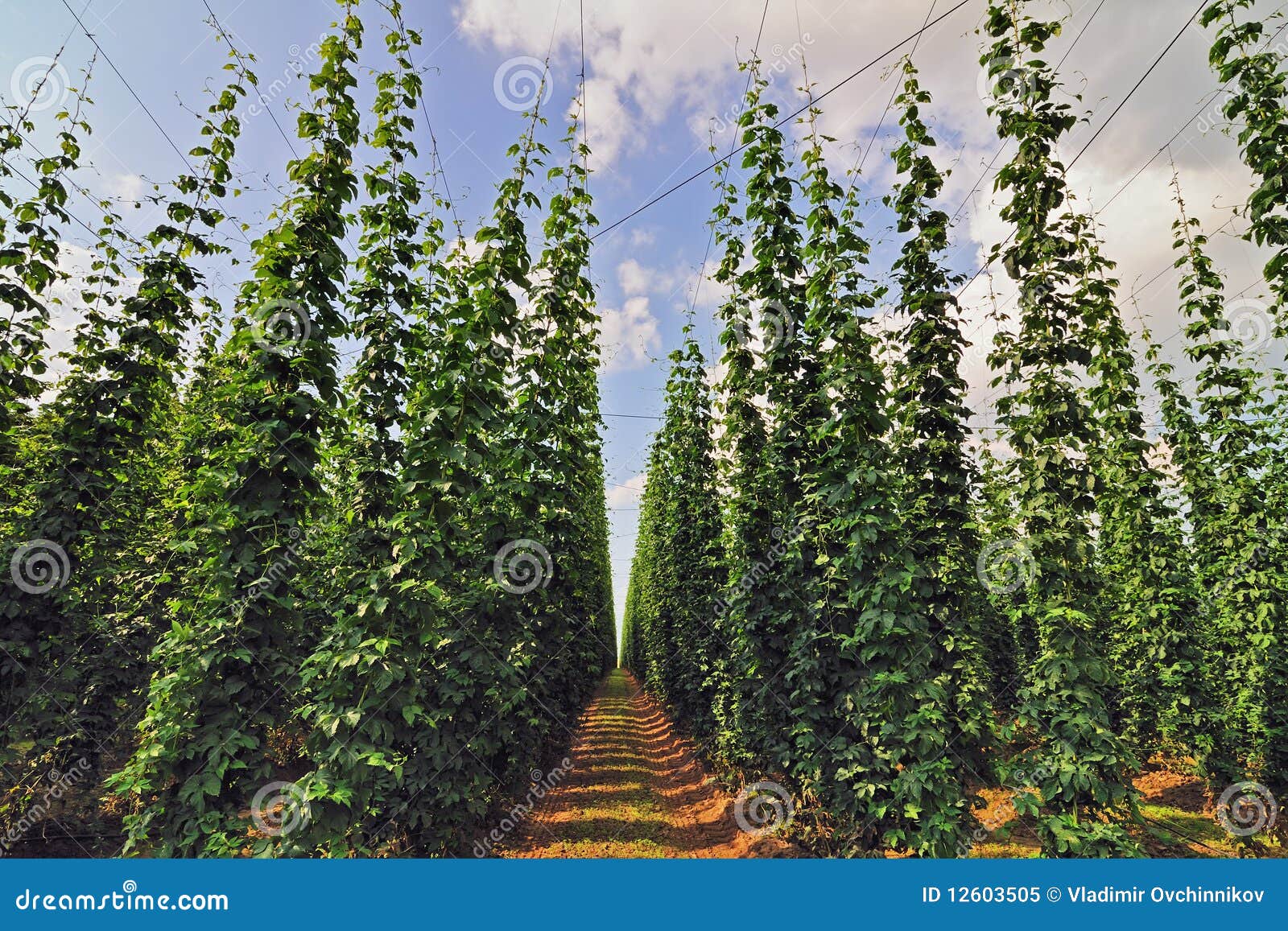 Field of hops stock image. Image of cultivated, hanging - 12603505