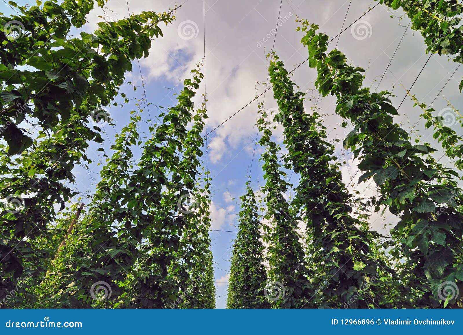 Field of hops stock photo. Image of hanging, growth, angle - 12966896