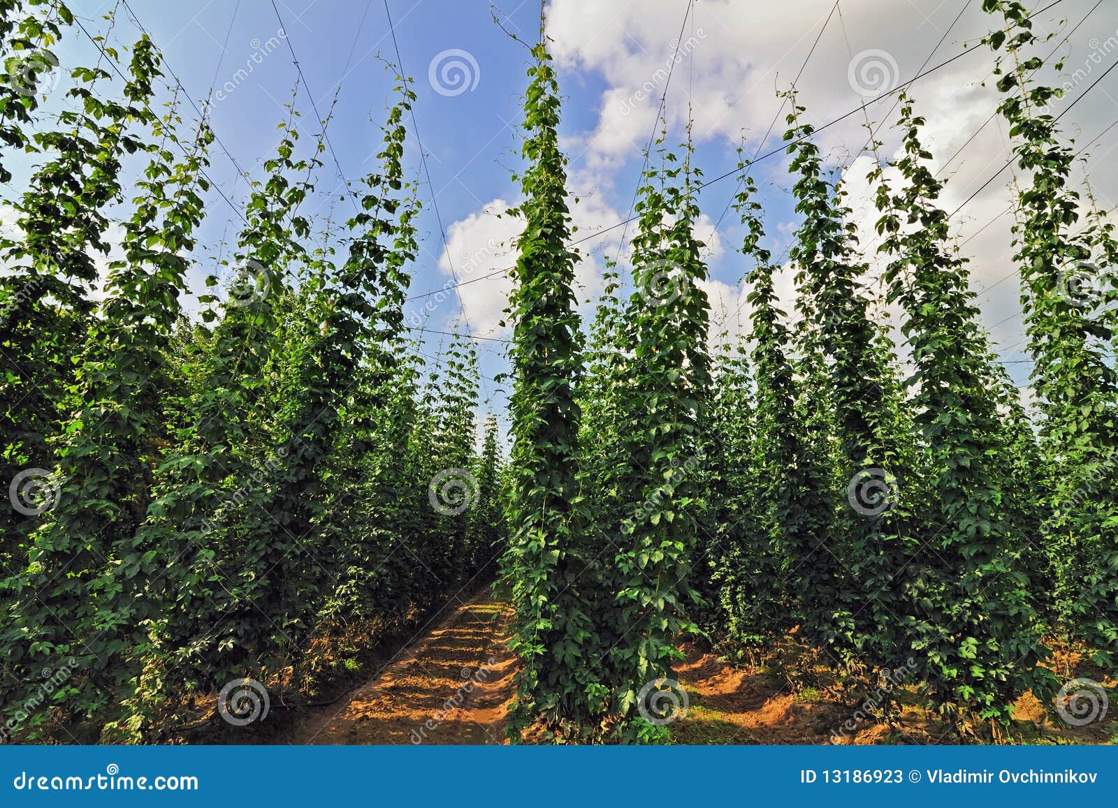Field of hops stock image. Image of landscape, nature - 13186923