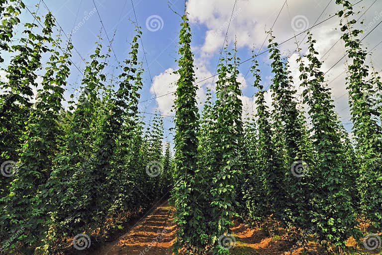 Field of hops stock image. Image of landscape, nature - 13186923